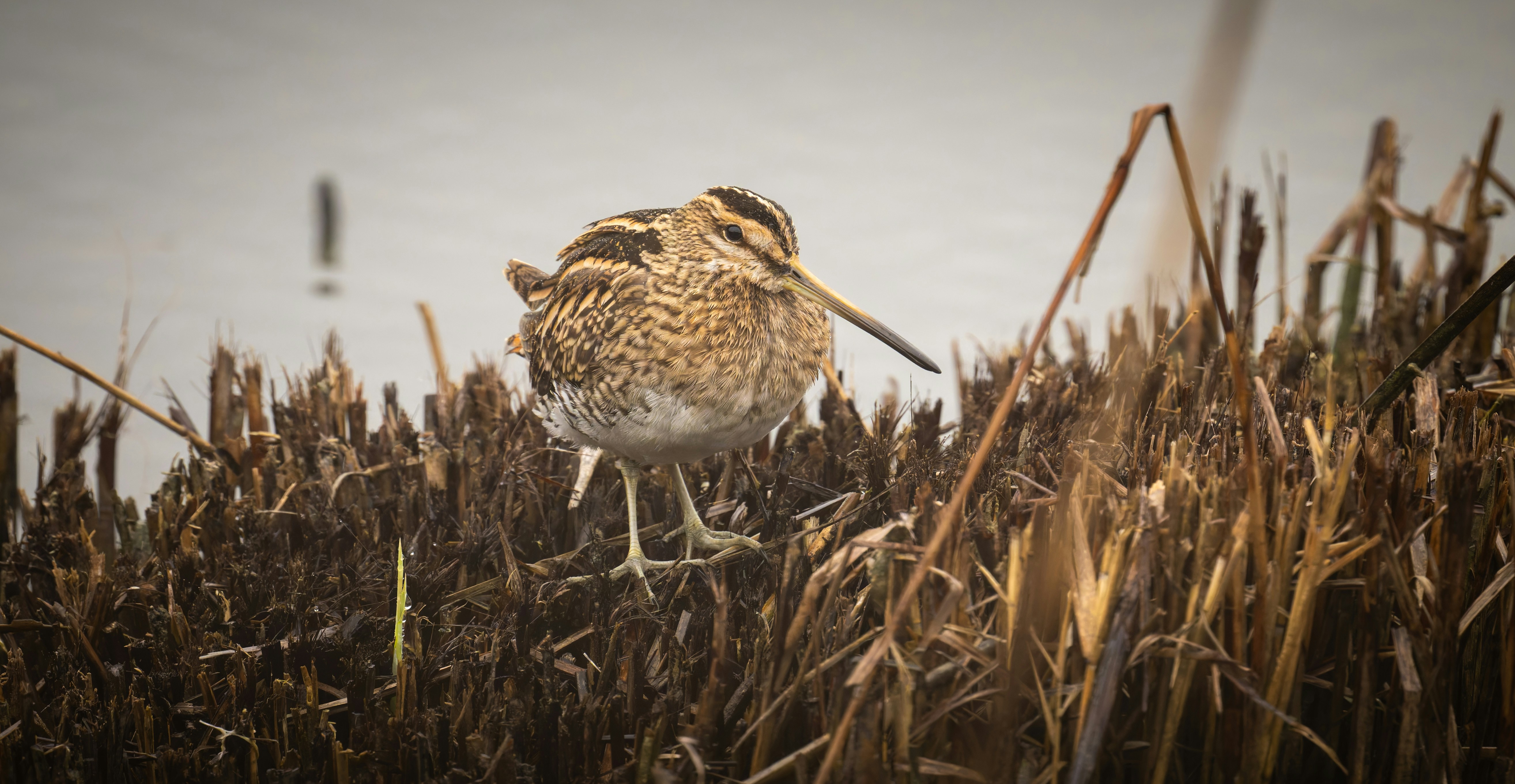 Photo by Doncoombez with Nikon Z9