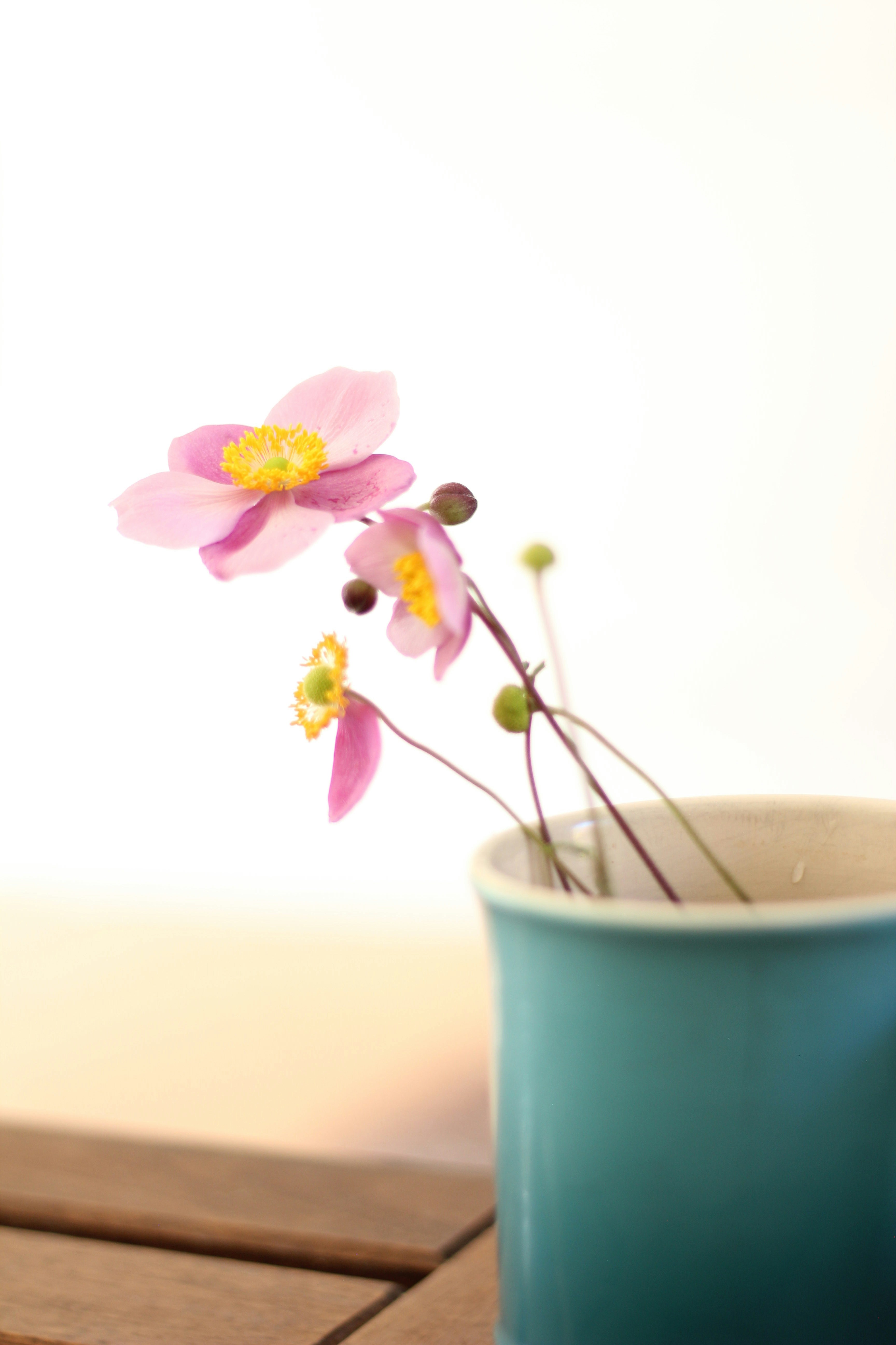 Pink blossoms in a turquoise mug on a warm wooden surface