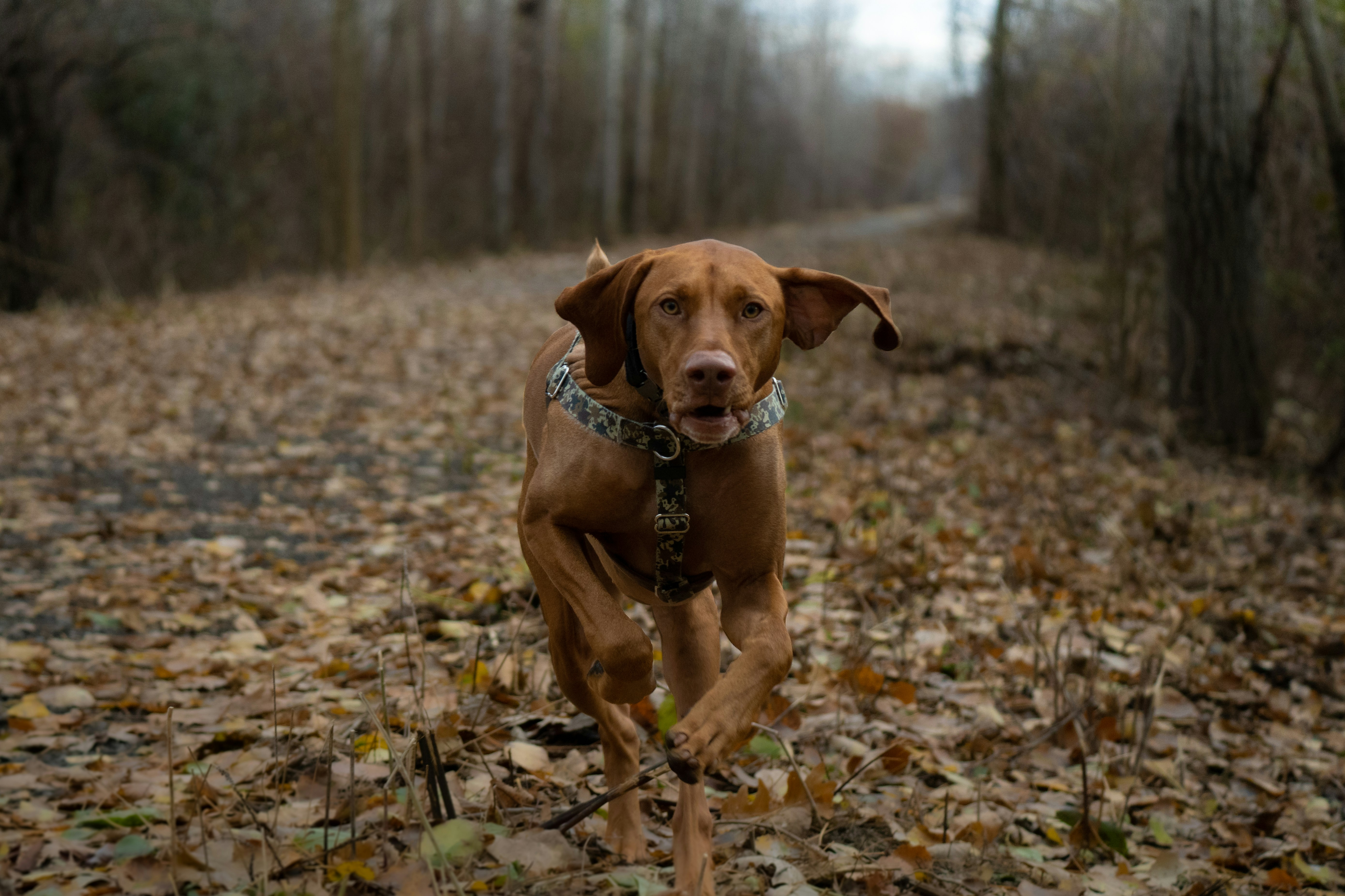 Brown dog charges toward the camera along a leaf-strewn path, surrounded by a muted forest in autumn.