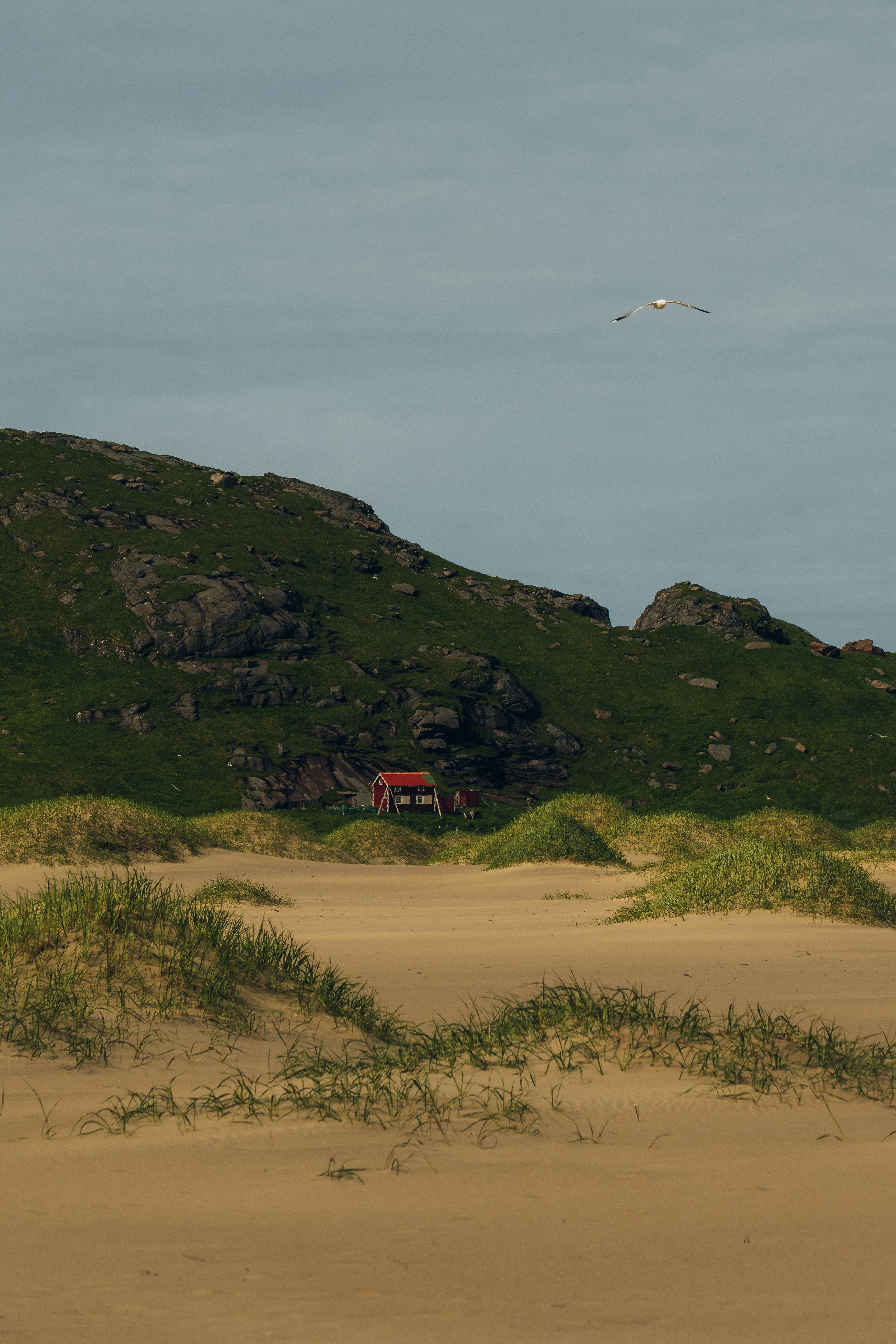 Seaside Dunes and Red Cabin Beneath a Seabird Flight