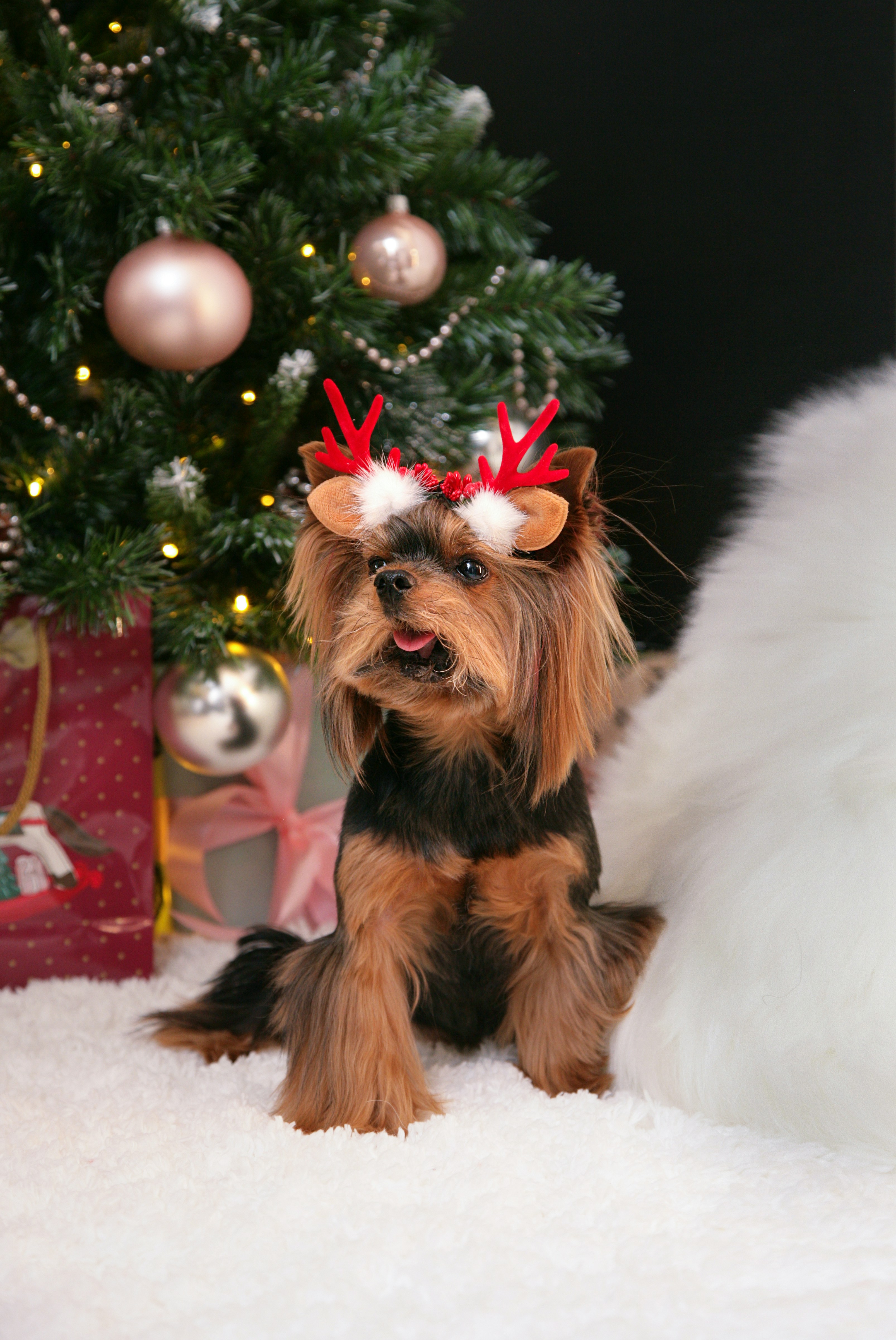 Yorkshire terrier with reindeer antlers near christmas tree