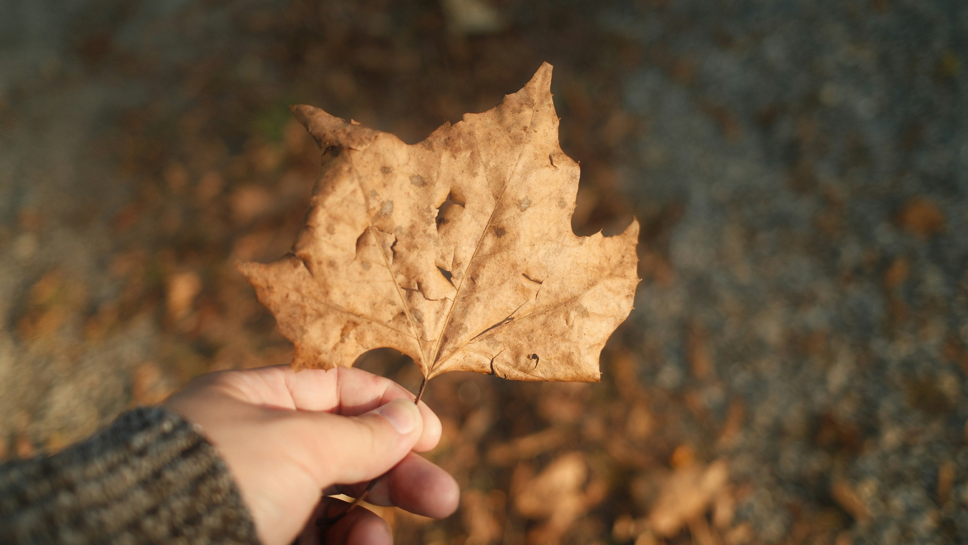 Autumn Leaf Grasp: A Close-Up of Time in Hand
