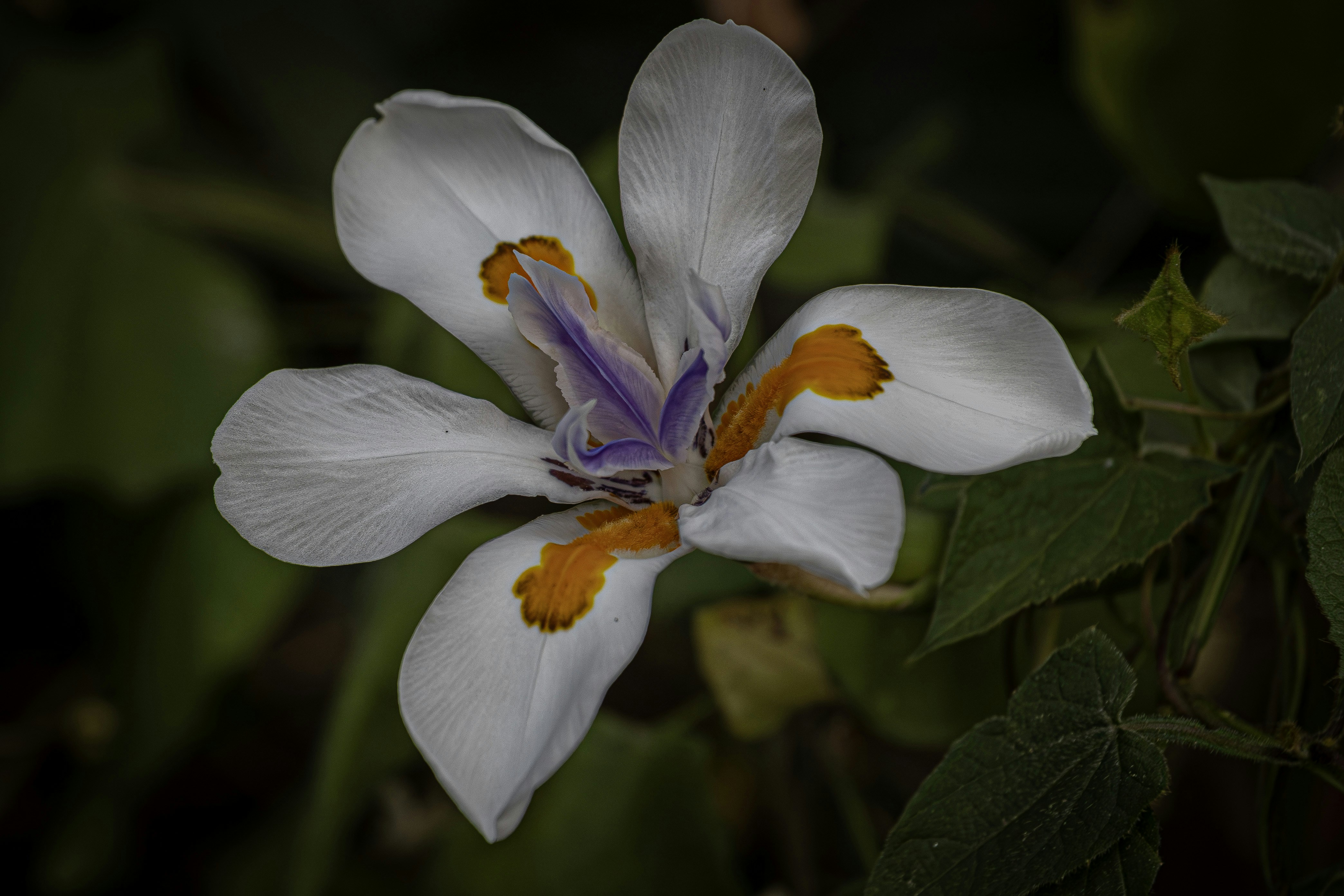 White iris-like bloom with orange and purple accents amid dark foliage