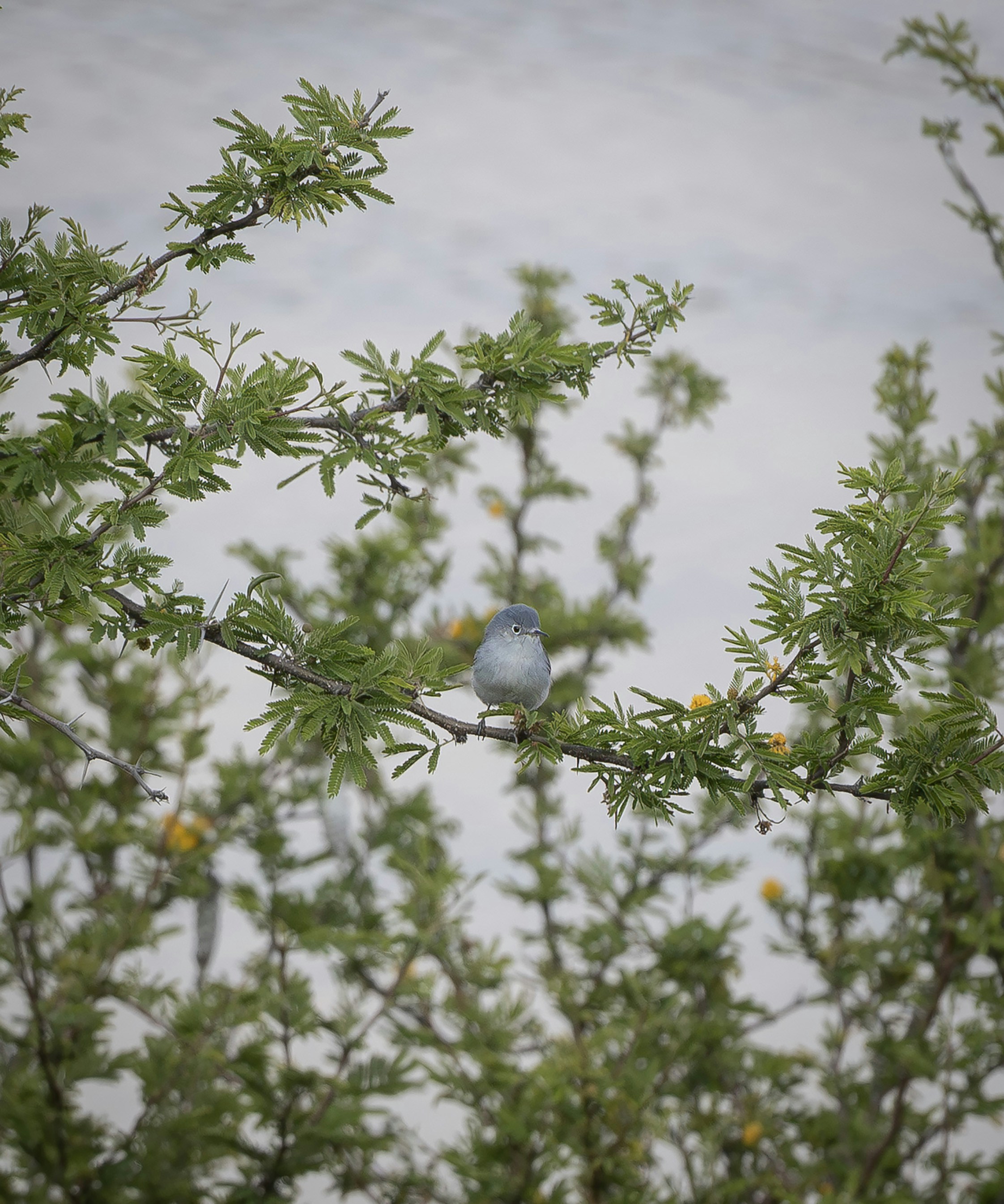 Blue-gray Warbler on a Branch: Quiet Moment Amid Greenery