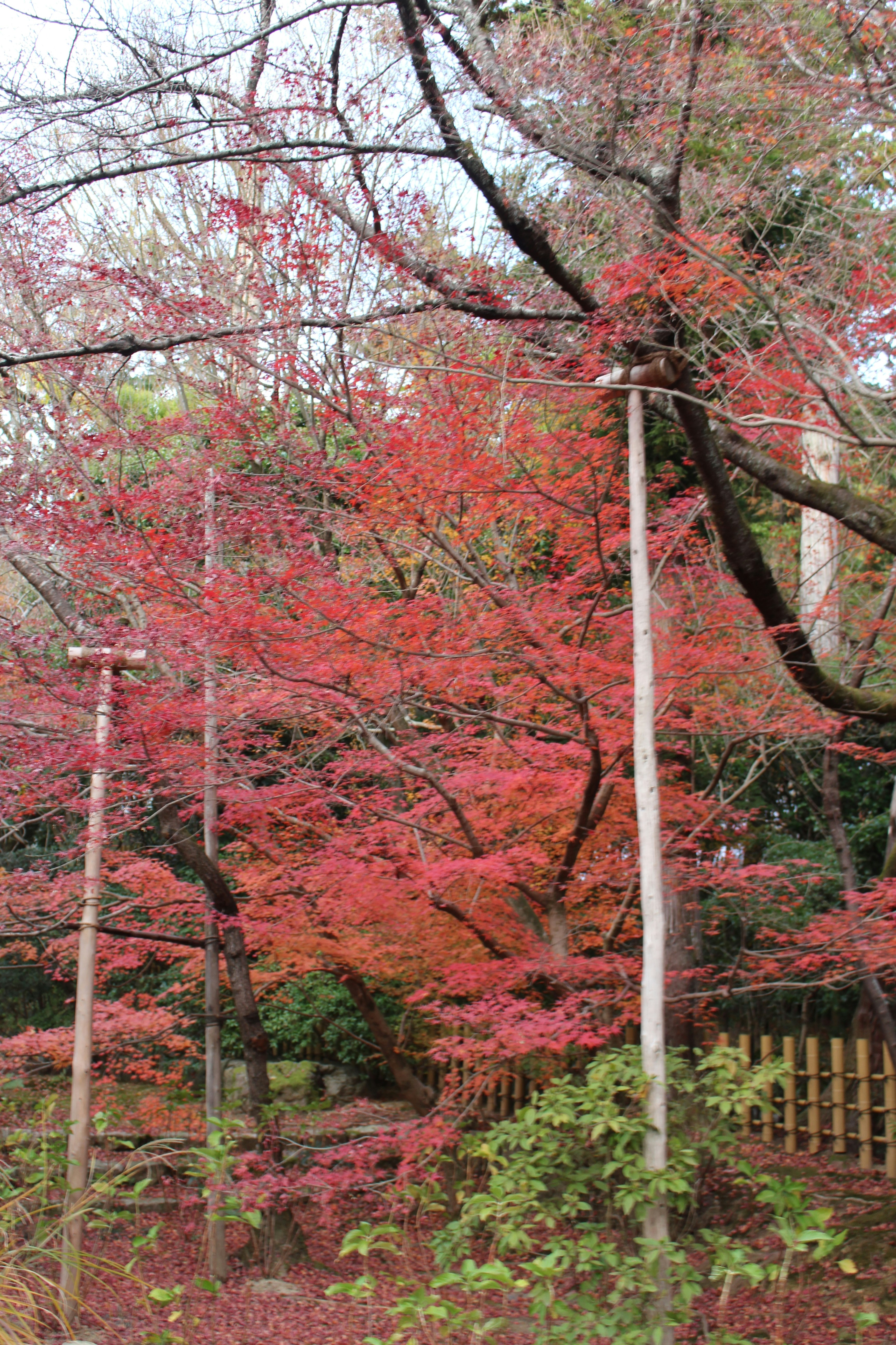 Lucas Li (@lucas1121) | Unsplash Photo Community