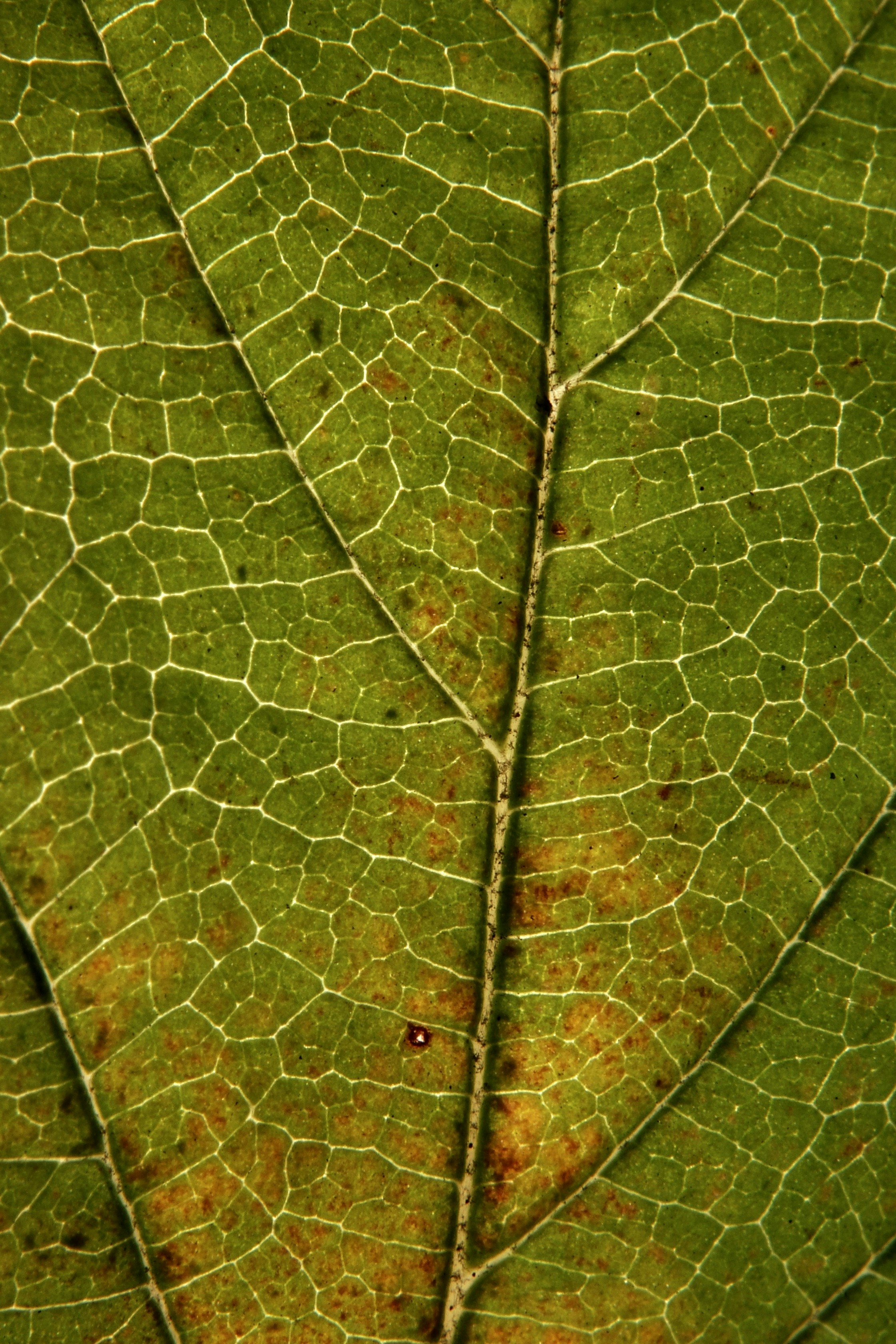 Macroscopic detail of a leaf surface, highlighting the intricate, fine network of veins (venation). The rich green is juxtaposed with patches of yellow and brown discoloration, suggesting the onset of senescence or environmental stress.