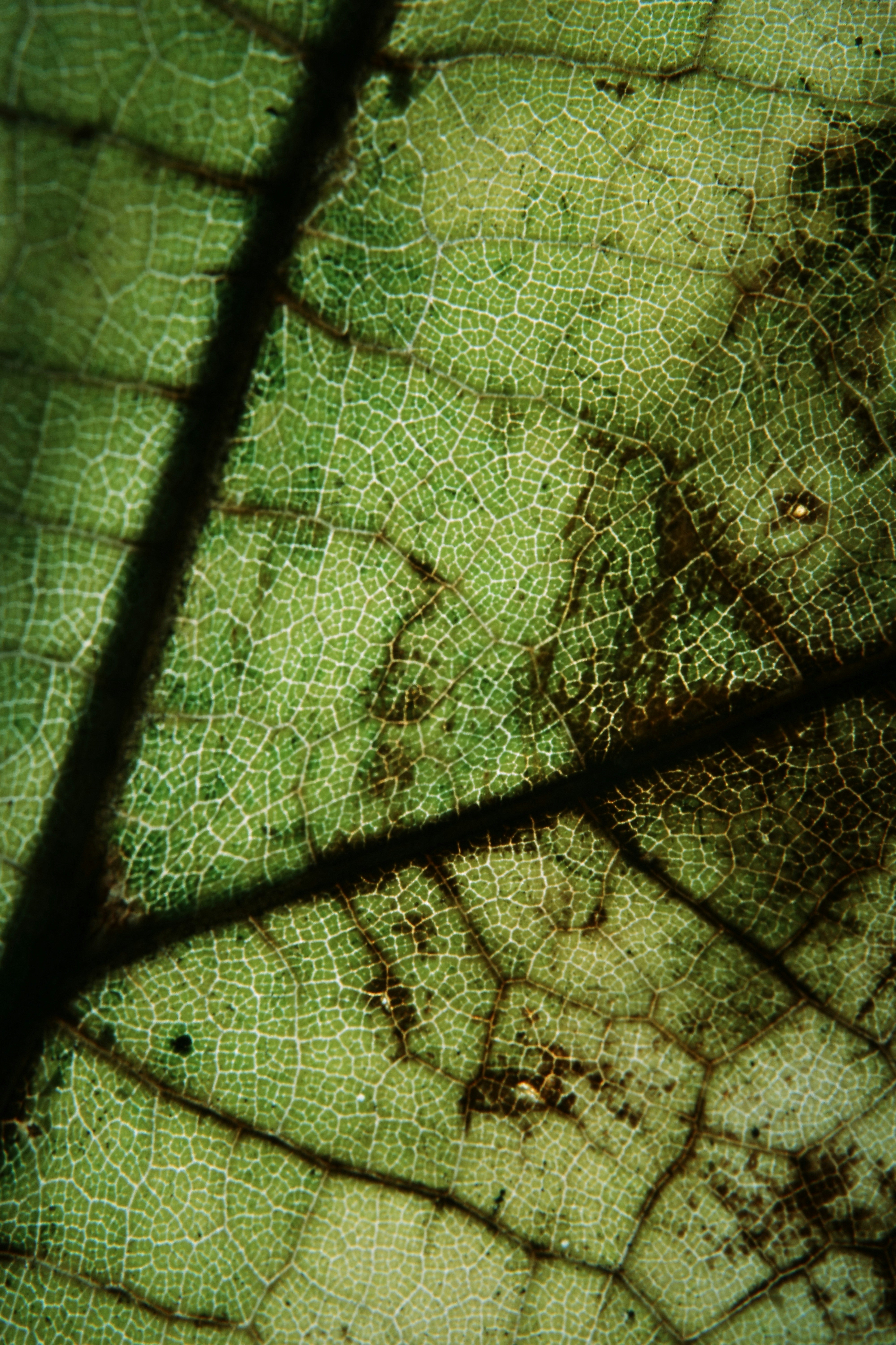 Veined Green: A Macroscopic Study of Leaf Lattice Under Light