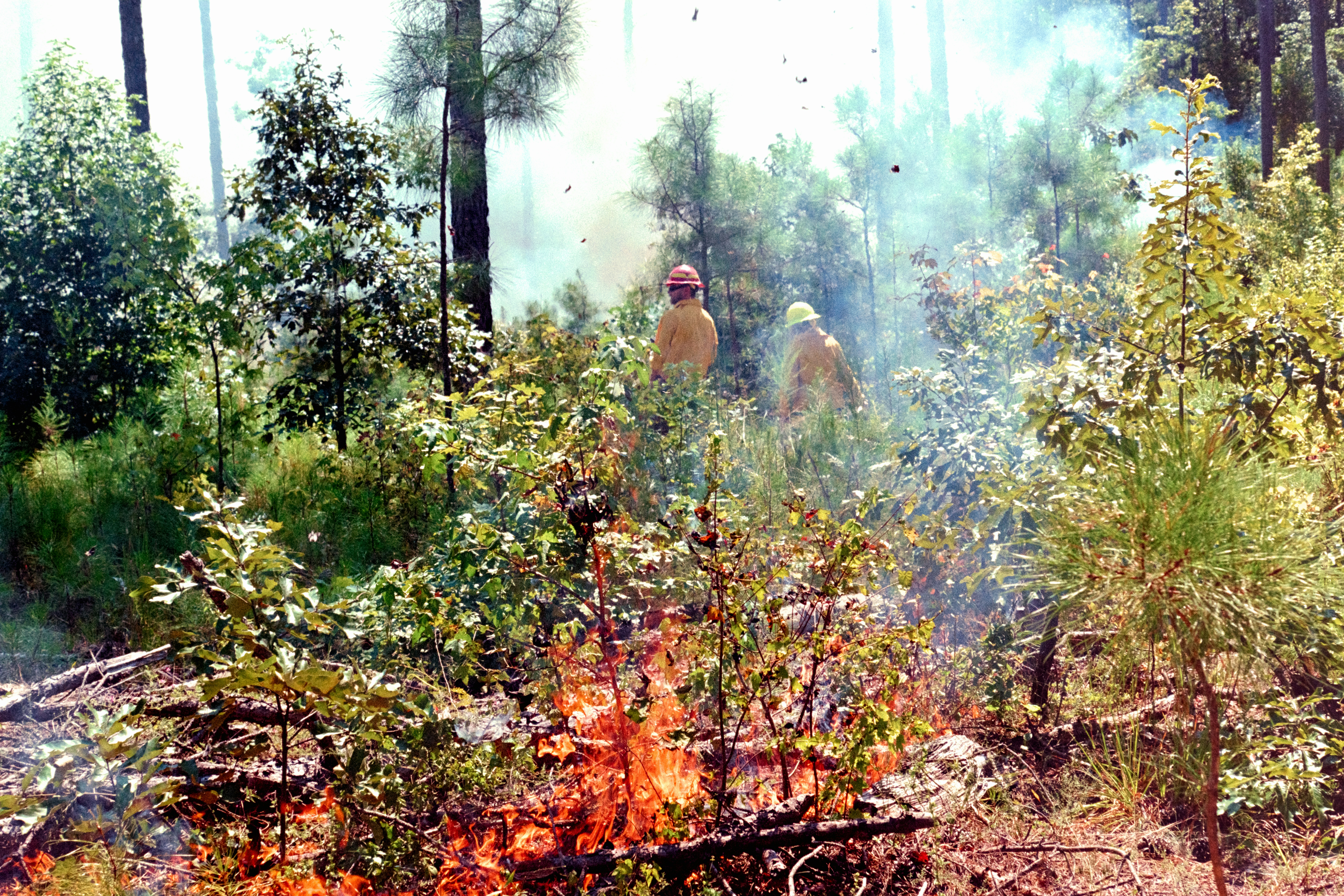 Smoke and Firefighters in a Forest Fire Scene