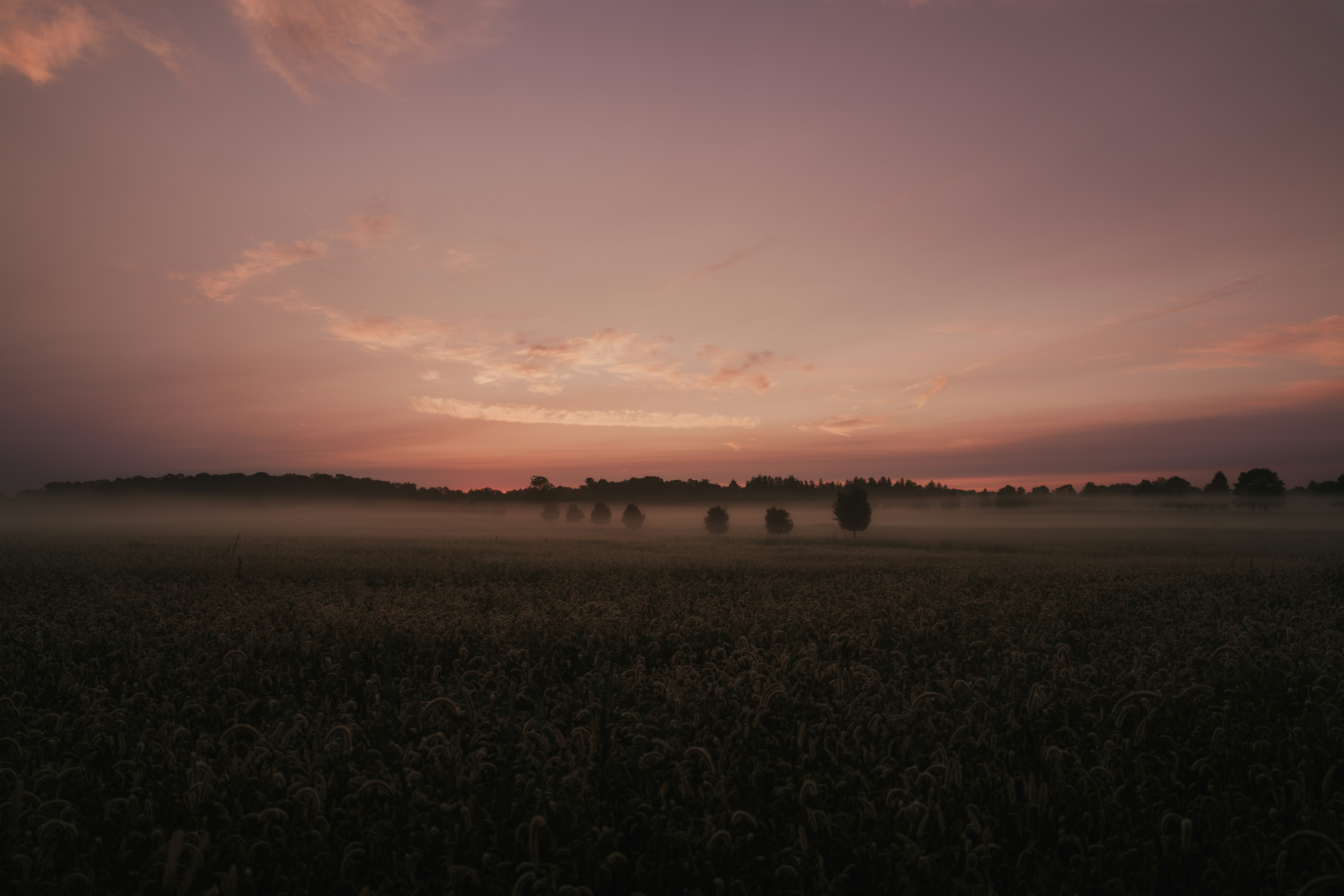 Quiet Dawn Over a Mist-Kissed Field