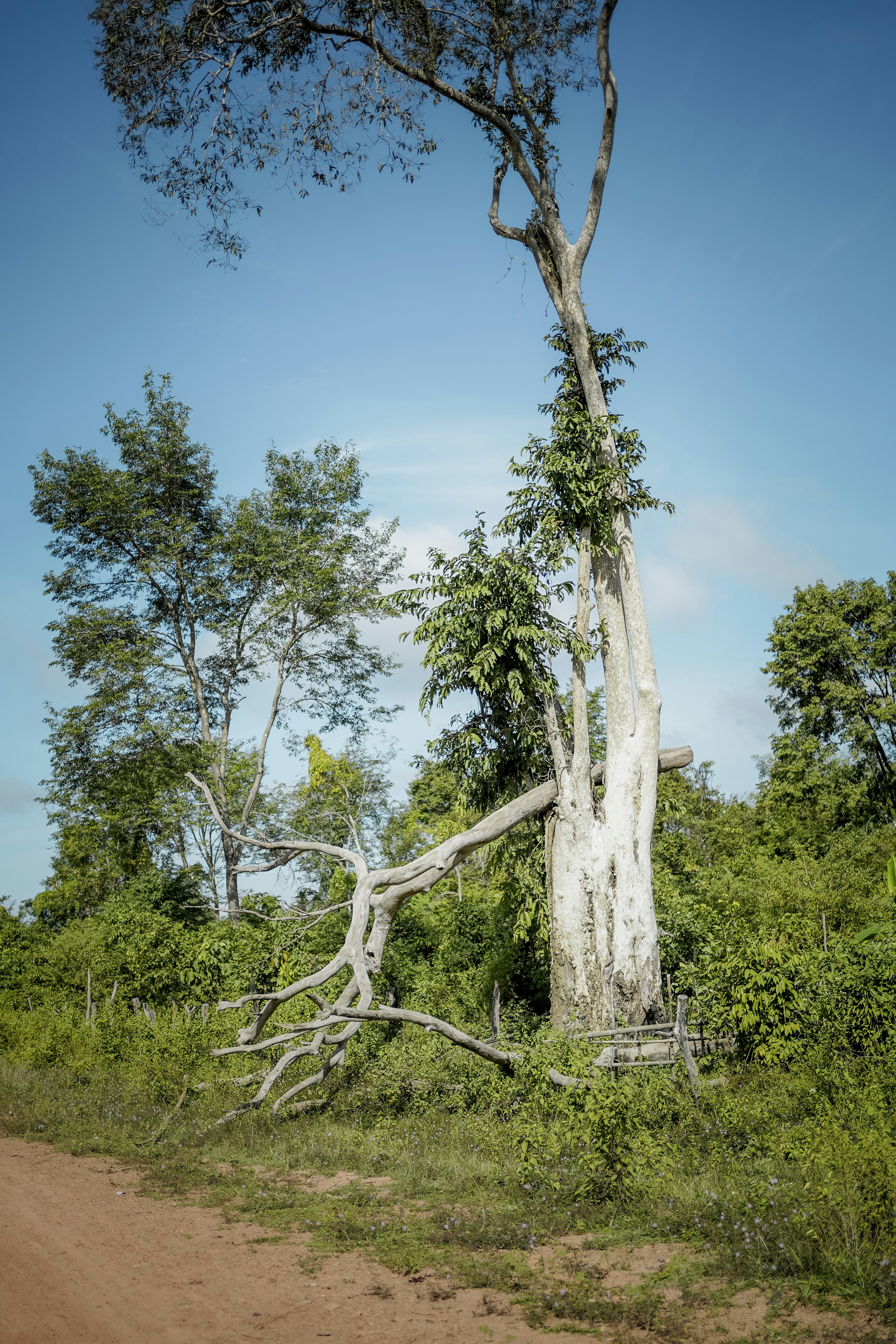 Lone Tree Sentinel Along a Rural Road