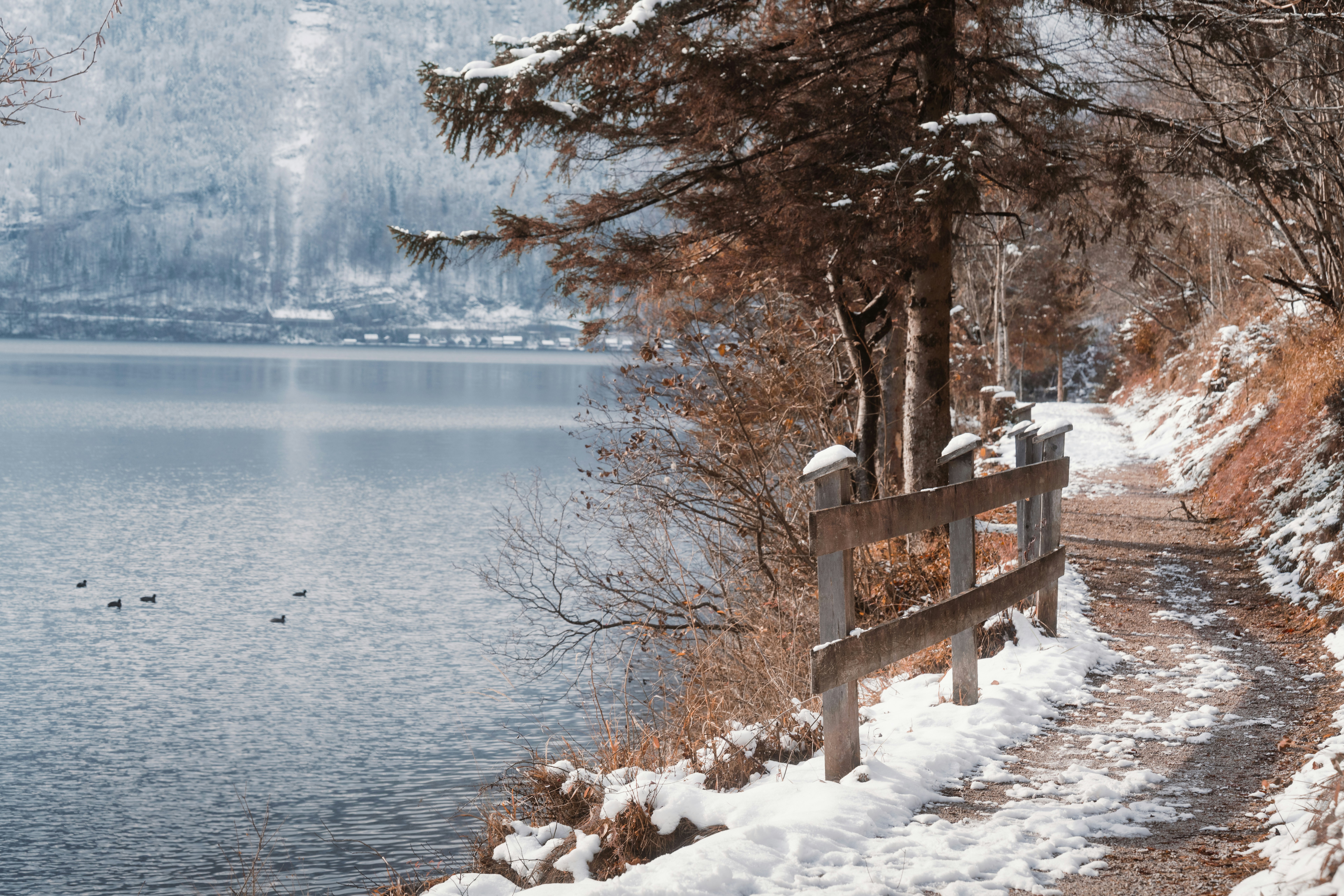 Snowbound Promenade Along the Icy Lake