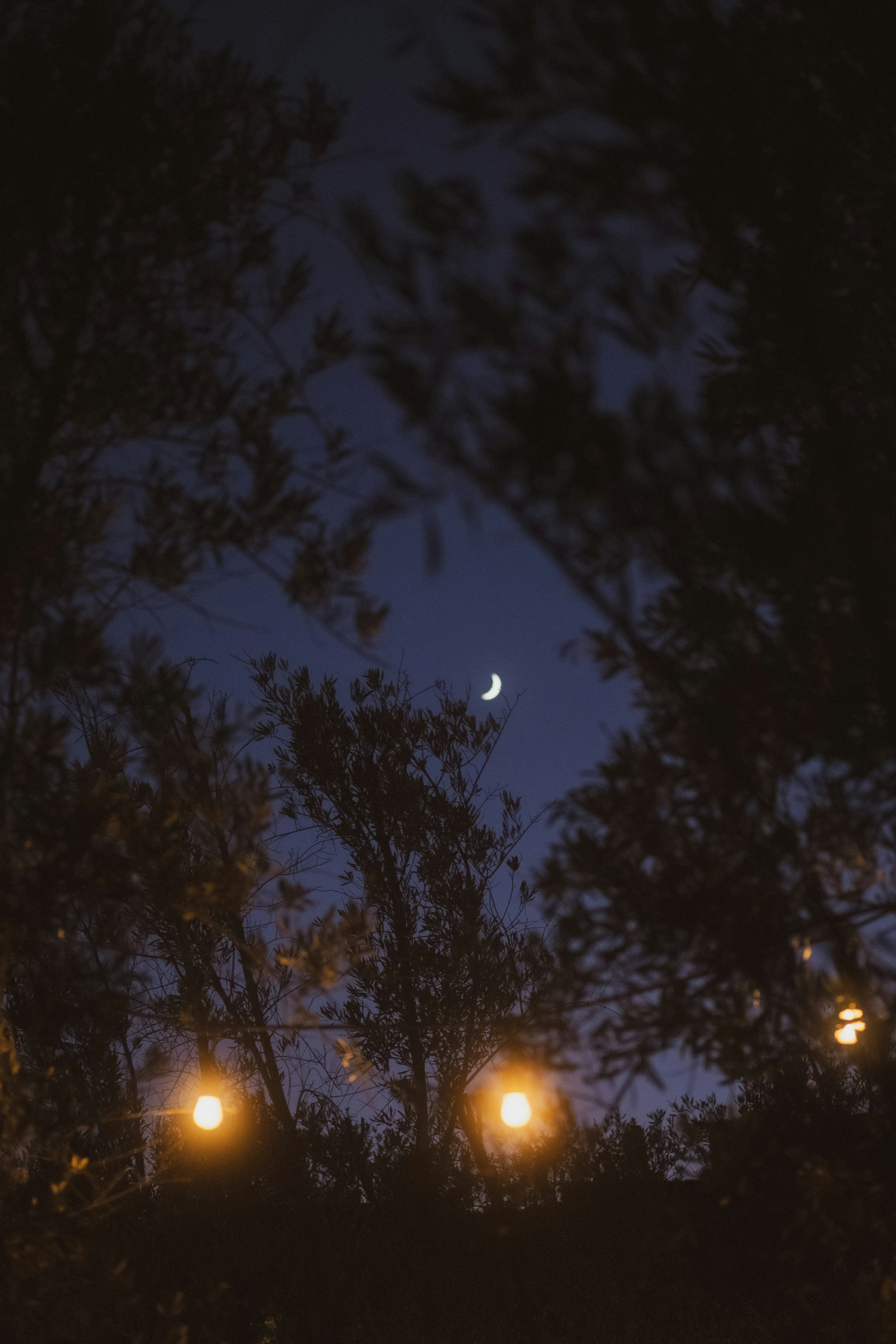 Moonlit Night Through Distant Trees over Warm Street Lamps