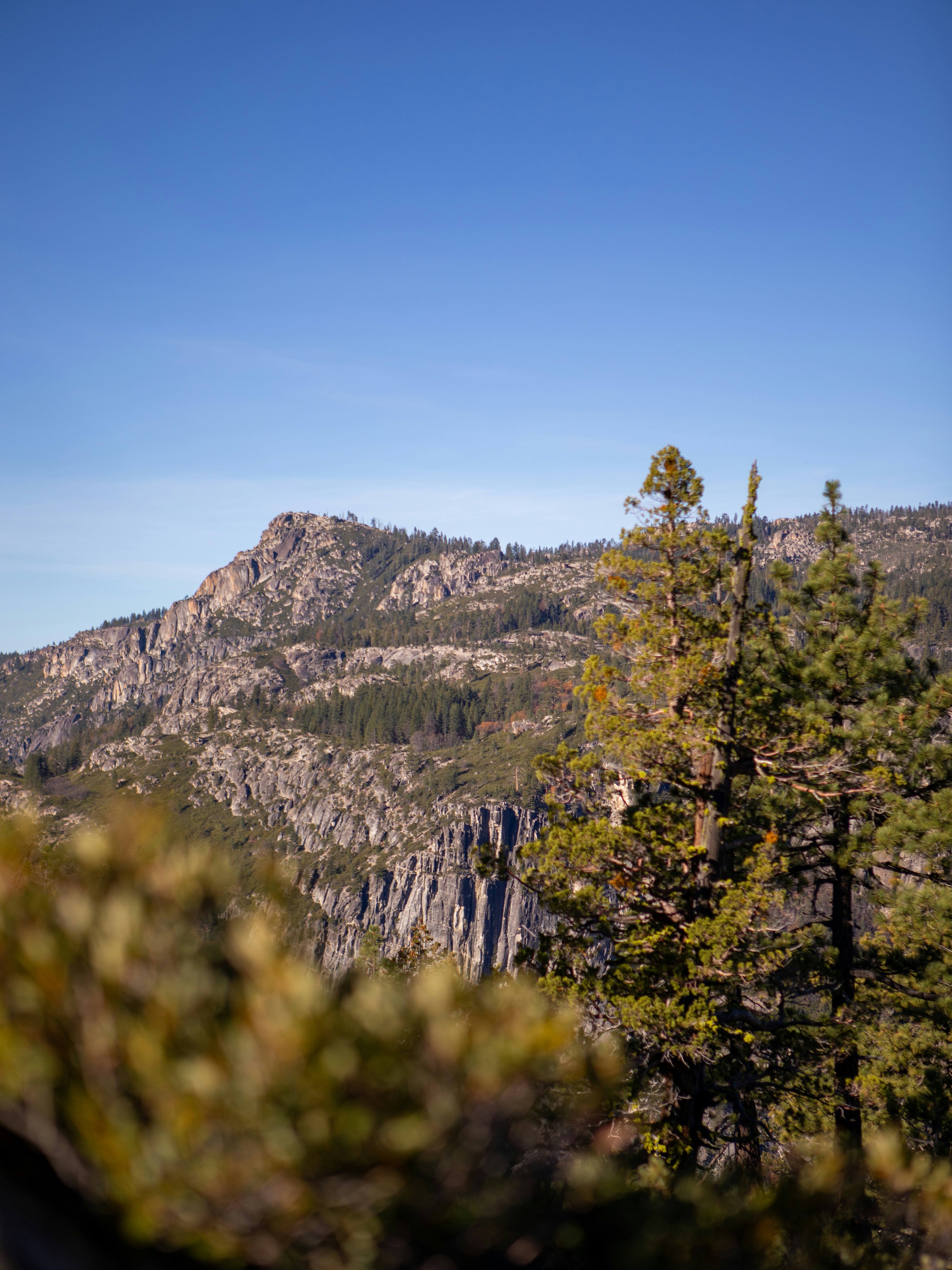 Sunlit Ridge: Pine silhouettes against rugged cliffs under a clear blue sky