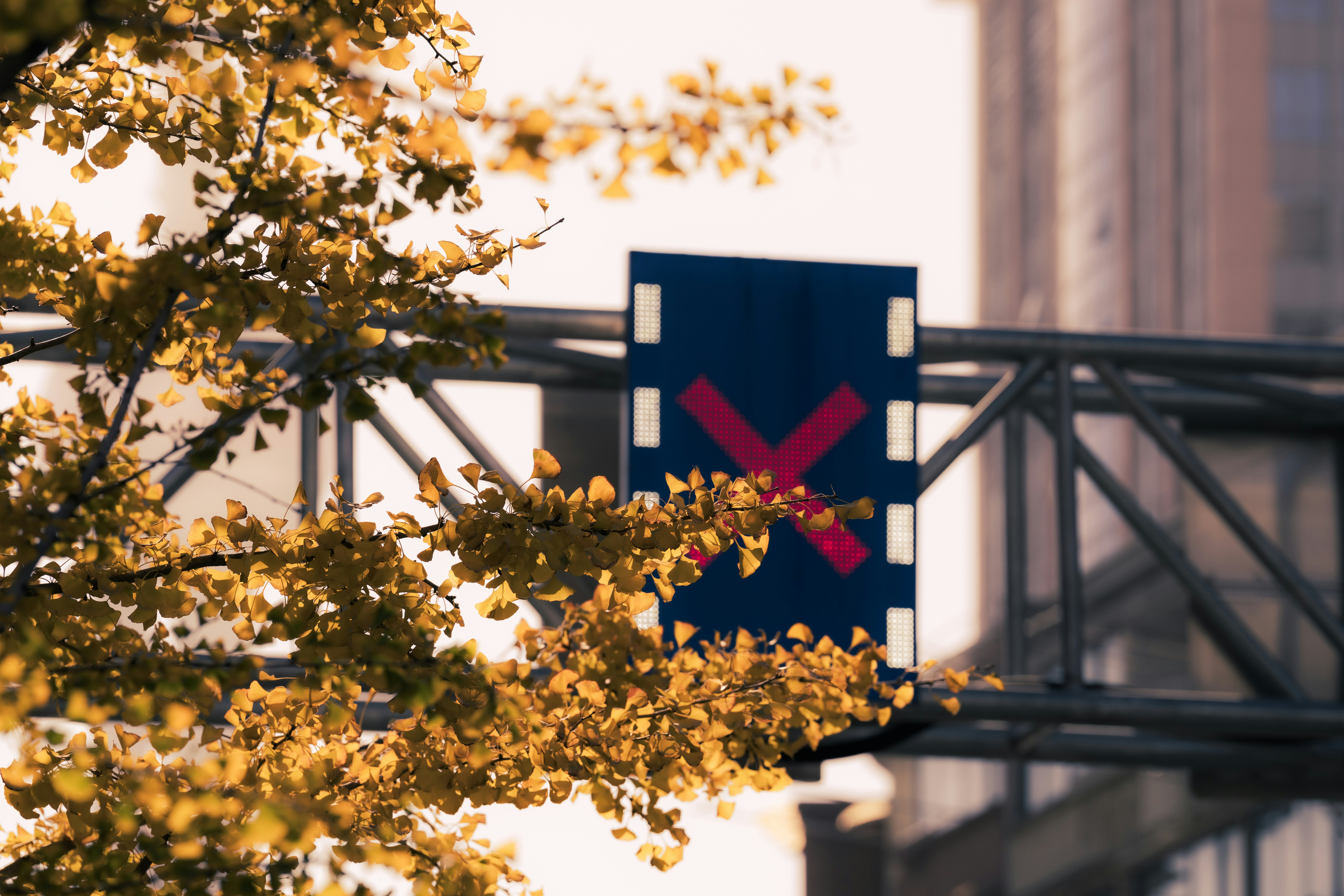 Photo by Declan Sun with Sony Alpha 7R V