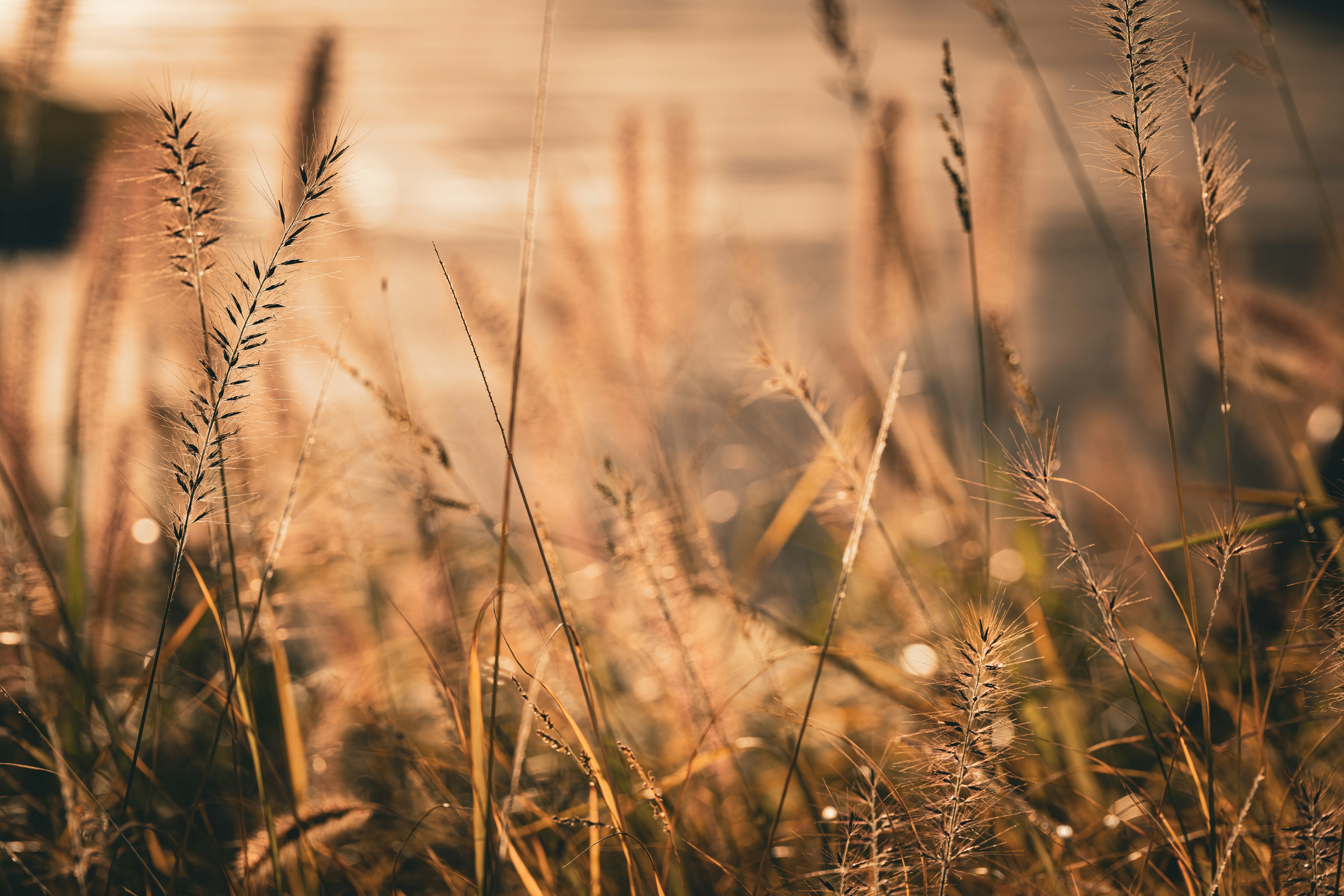 Photo by Declan Sun with Sony Alpha 7R V