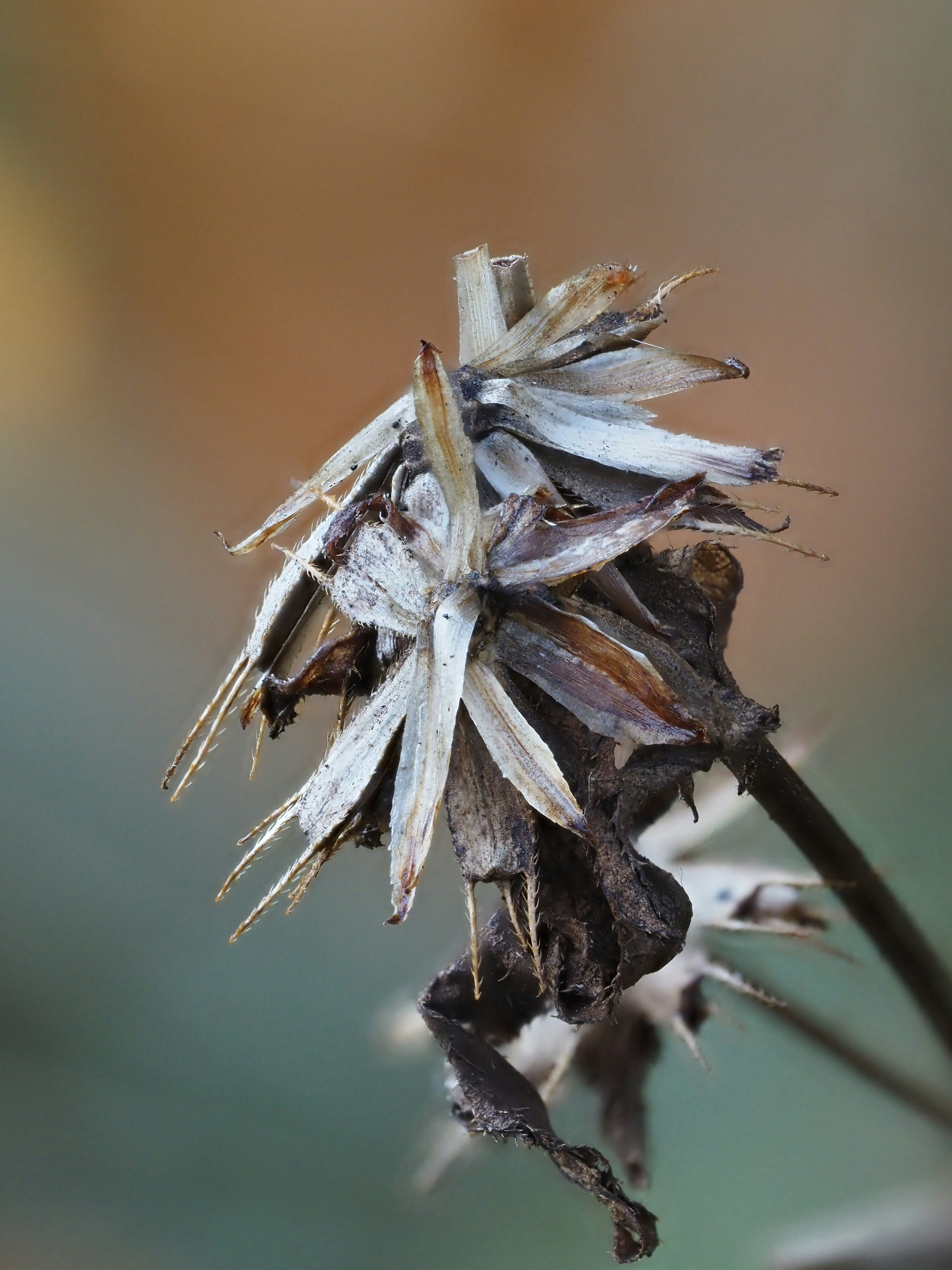 autumn plans in the sun