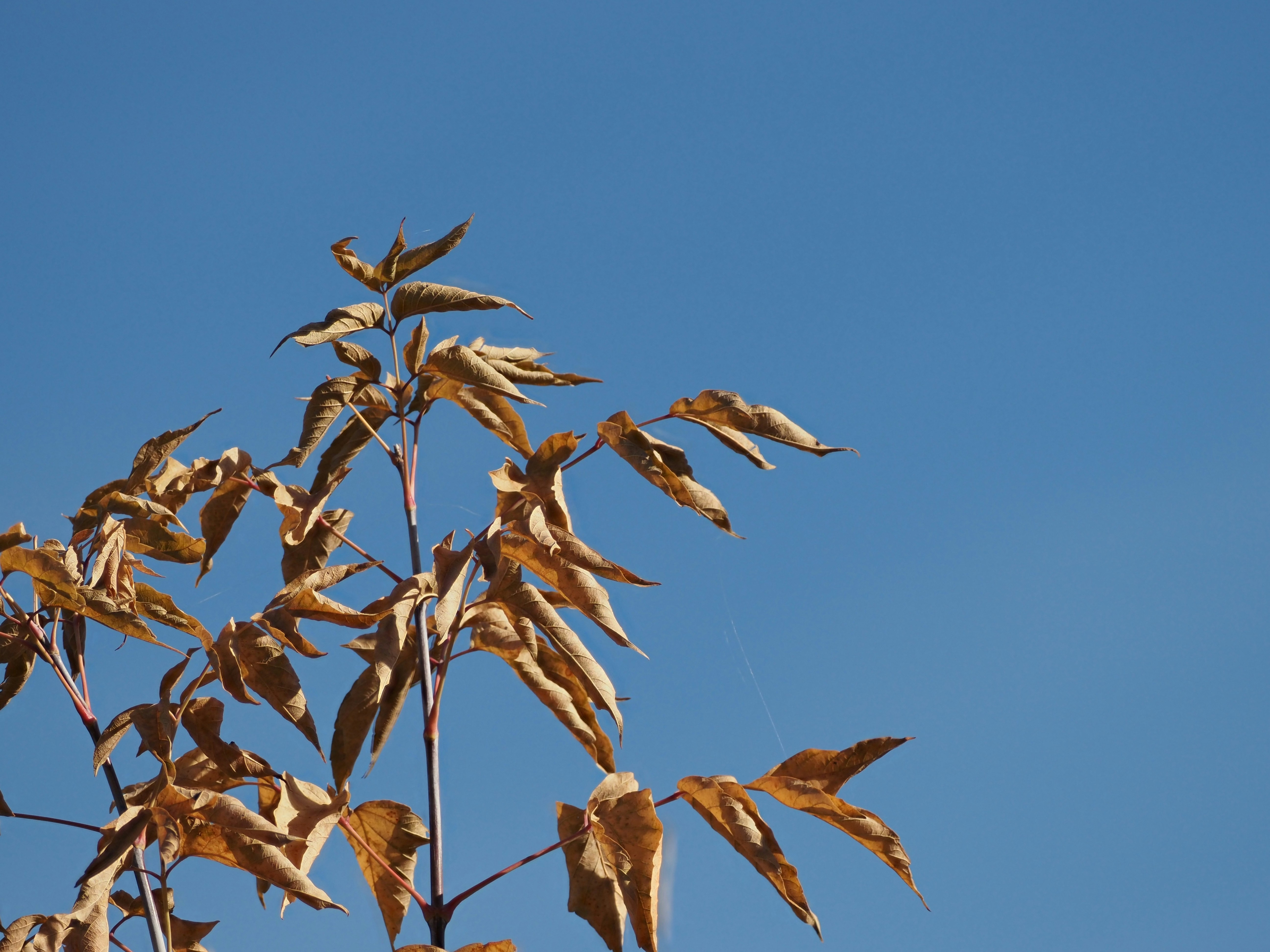 Brown Leaves Reaching Toward a Clear Blue Sky