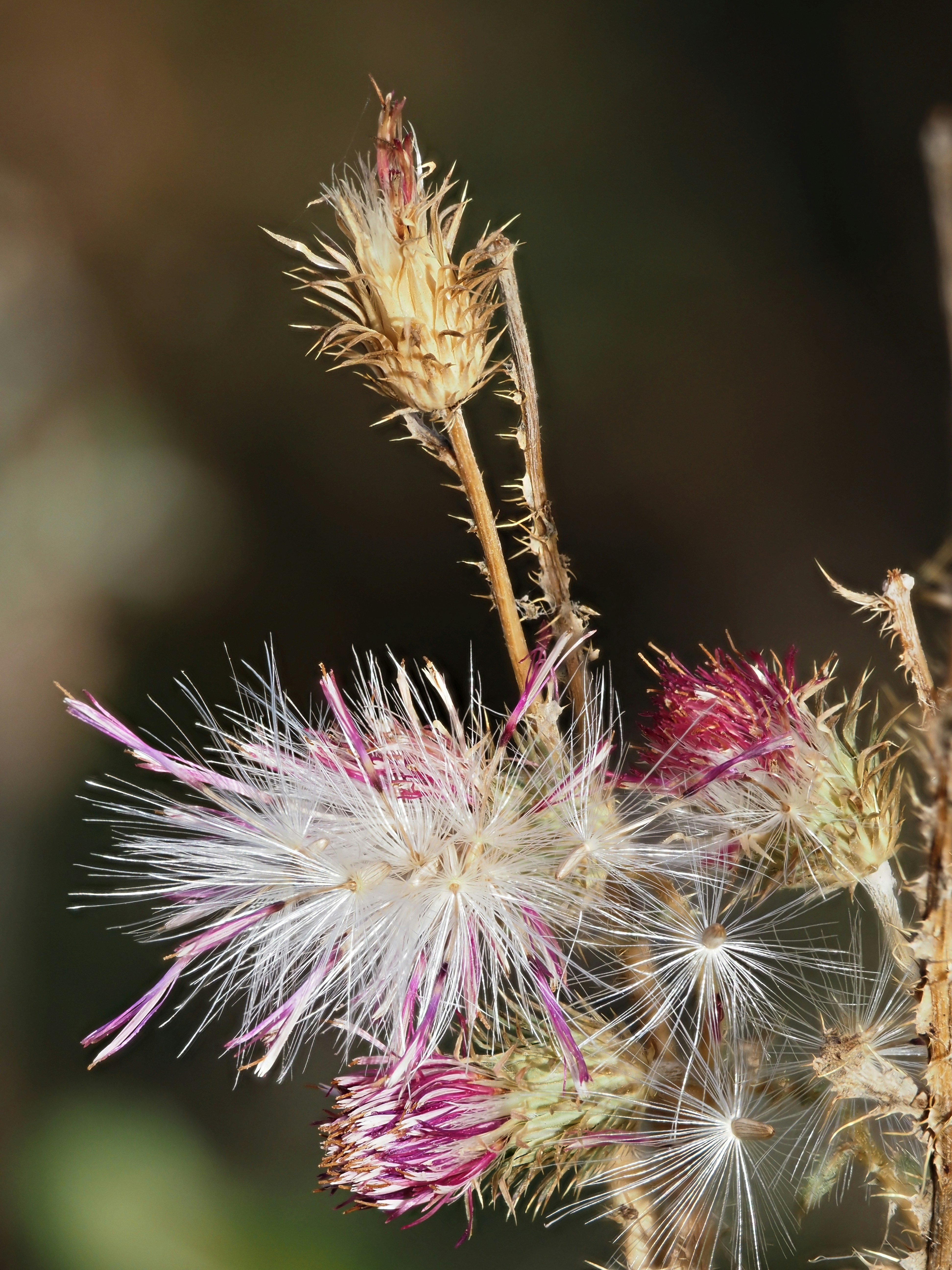 autumn plants in the forest