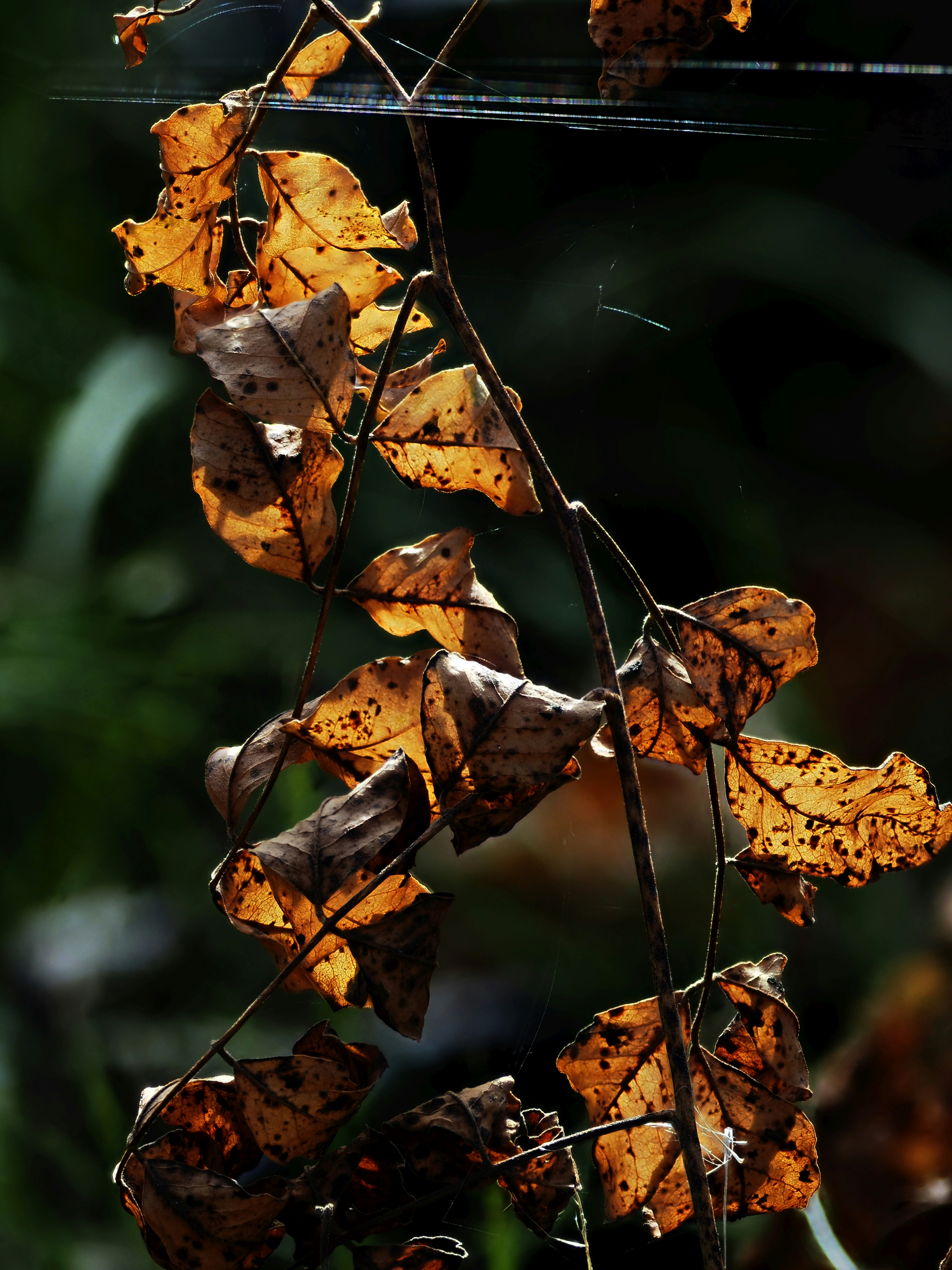 autumn leaves in the forest