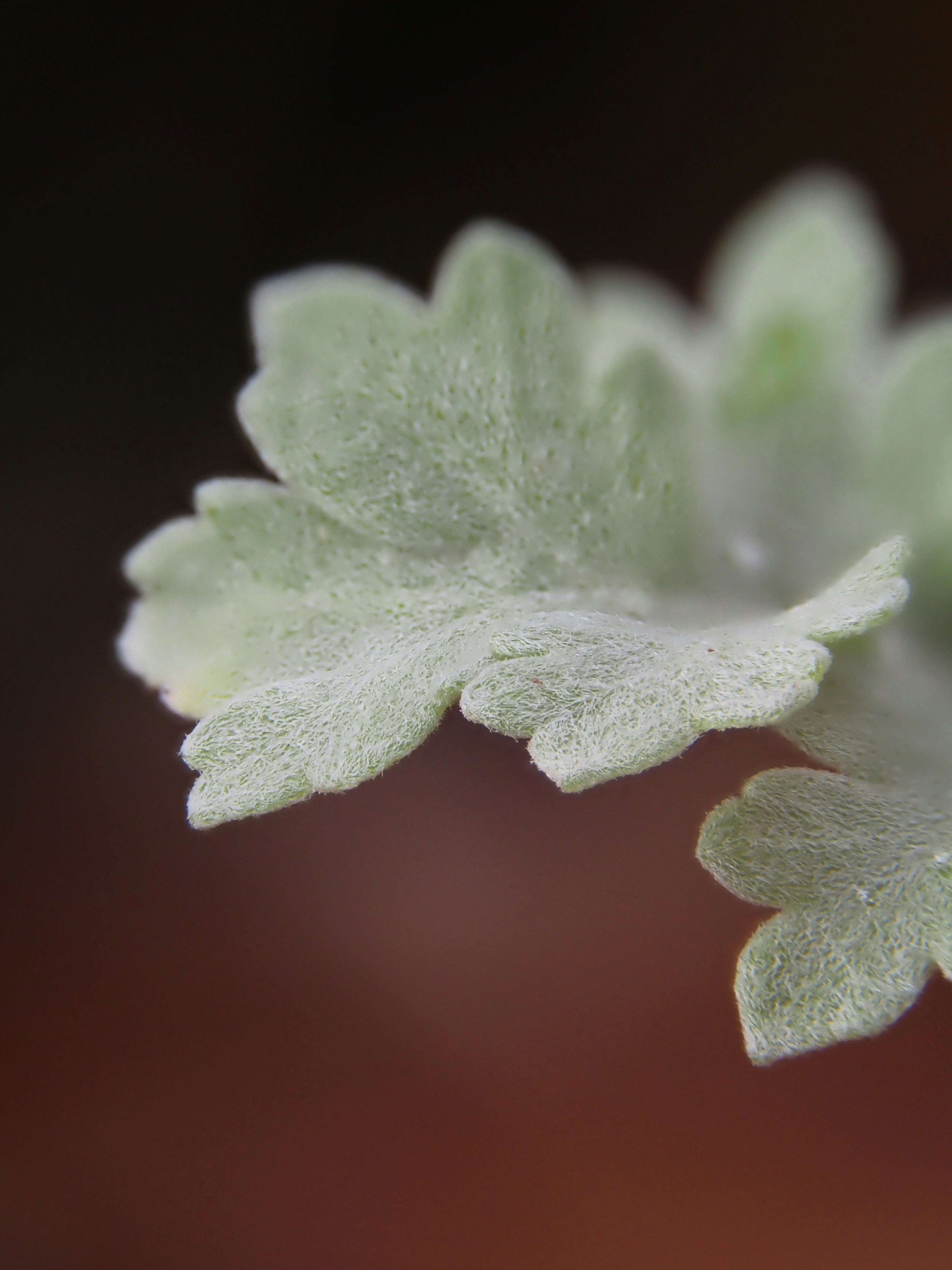 Frosted Silver: A Macro Close on Velvet Foliage