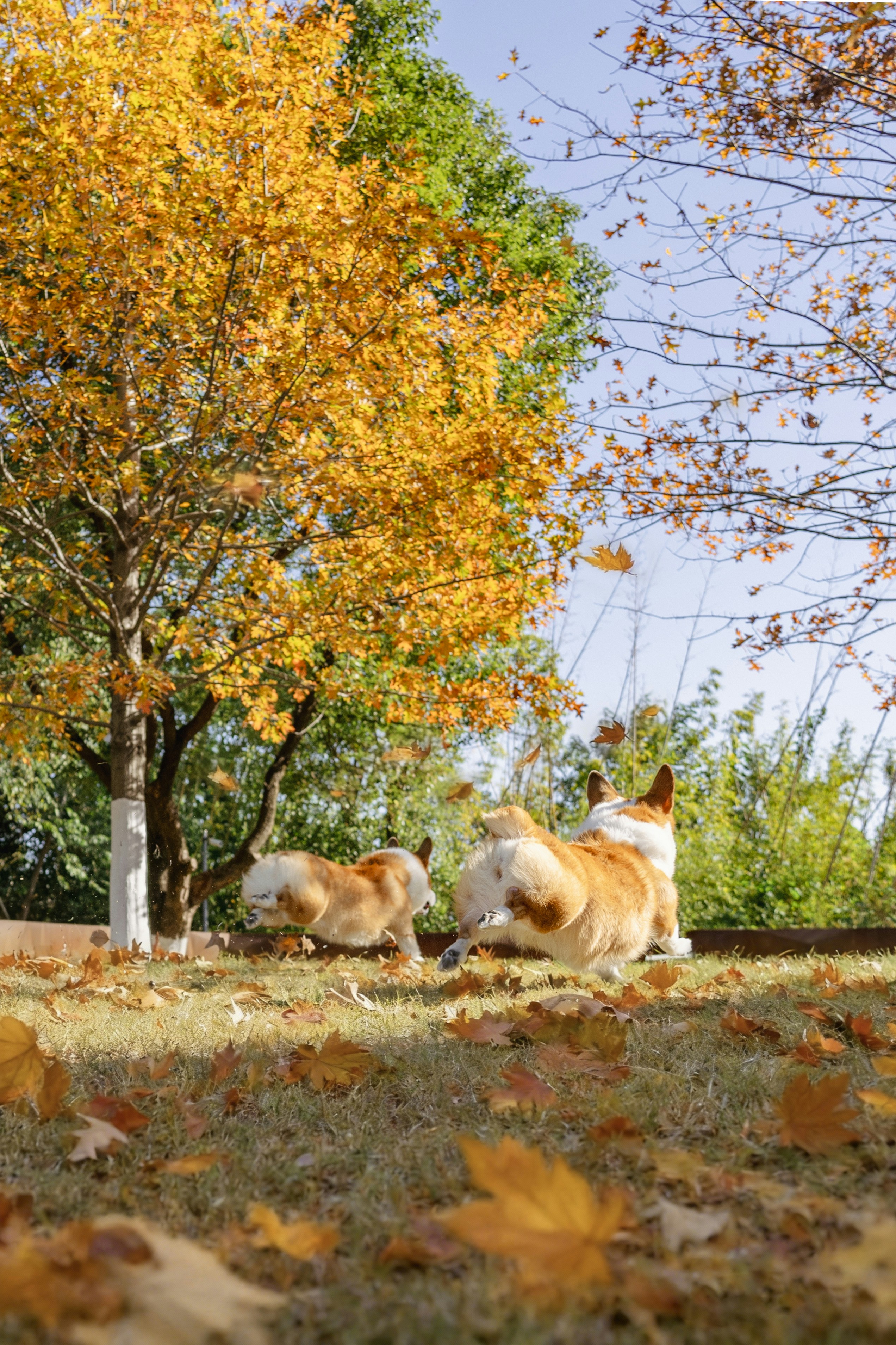 Autumn Dash: Corgis Chase Leaves Under a Maple Sunset