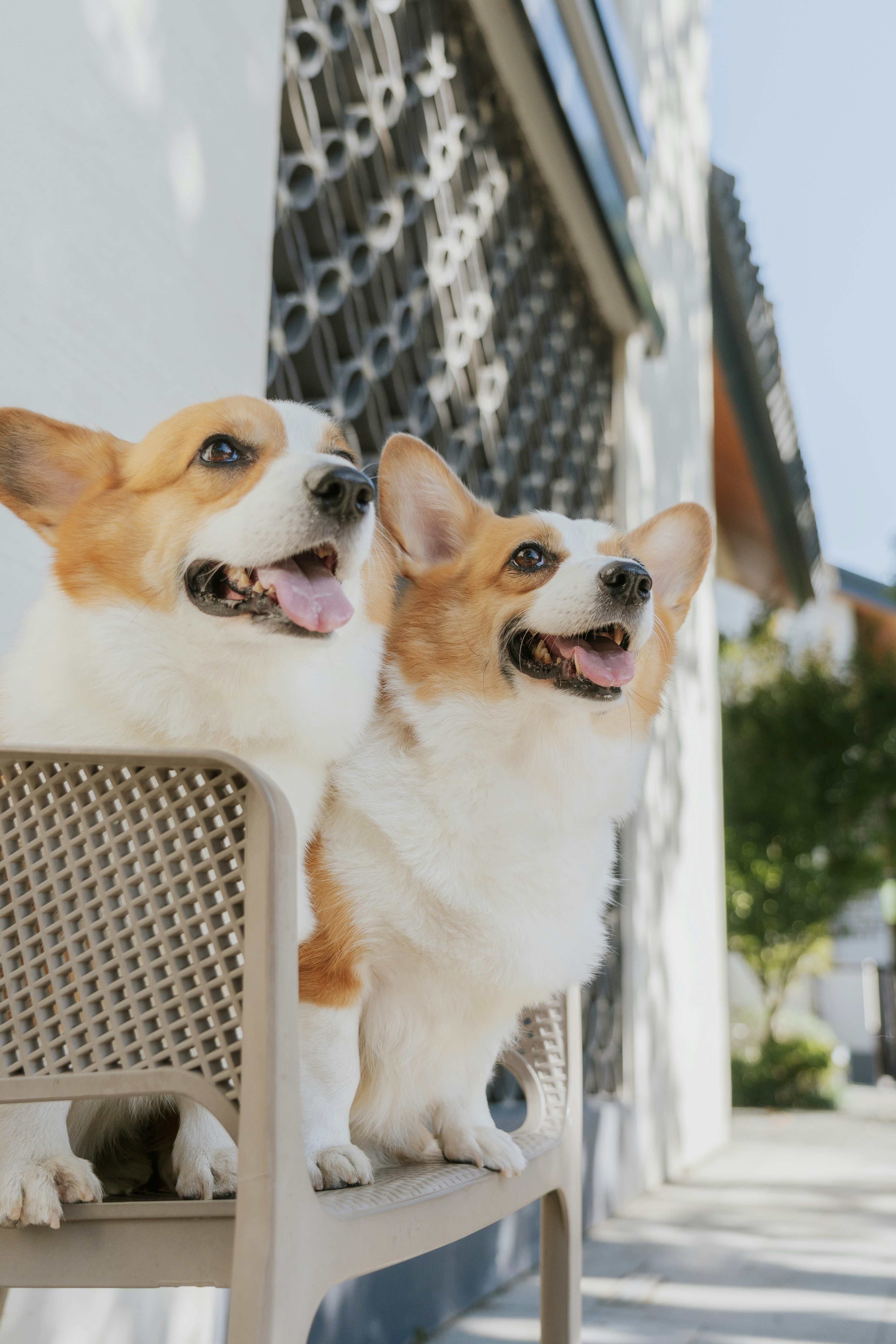 Two Corgi Companions on a Sunny City Street