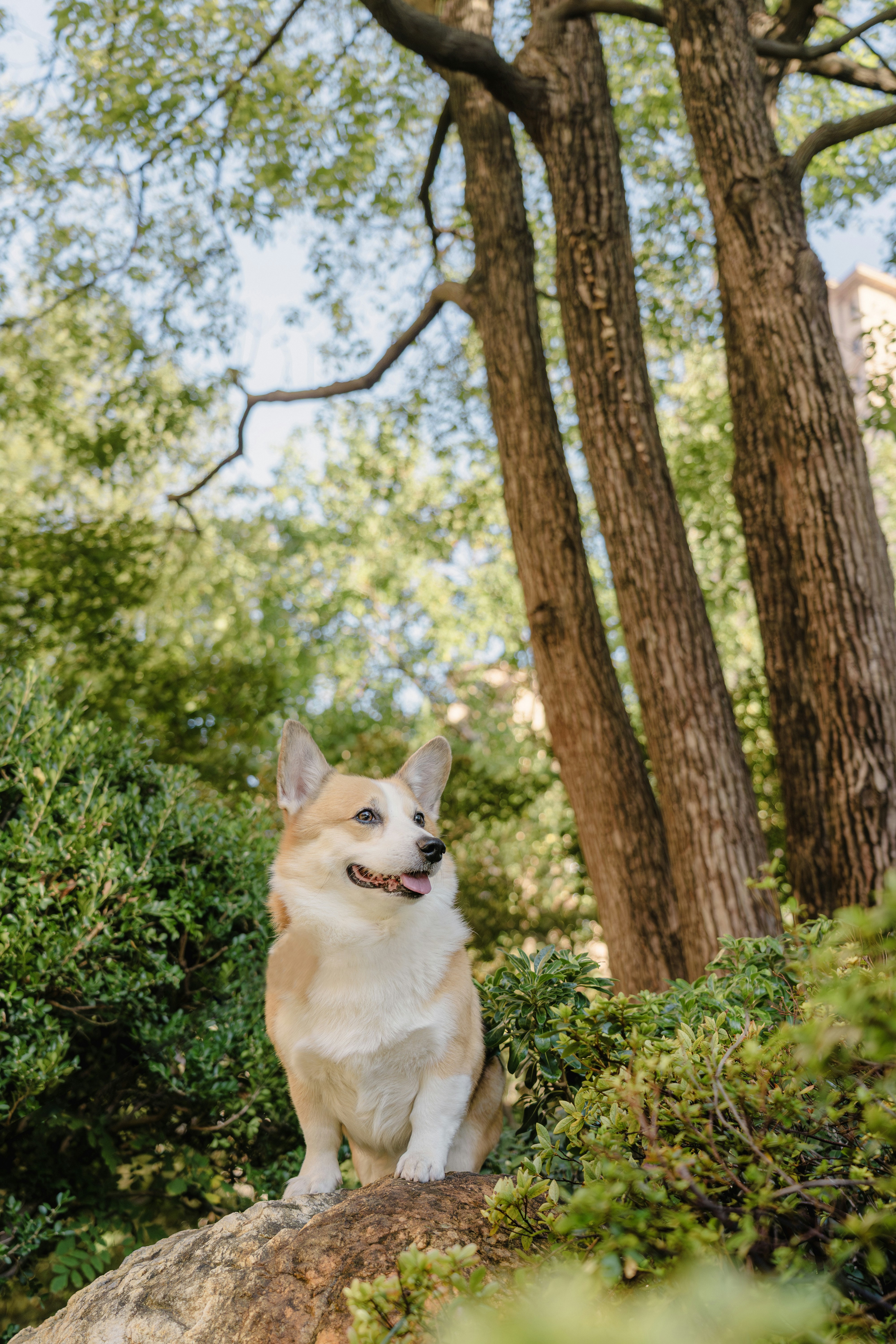 Playful Corgi on a sunlit rock among garden giants