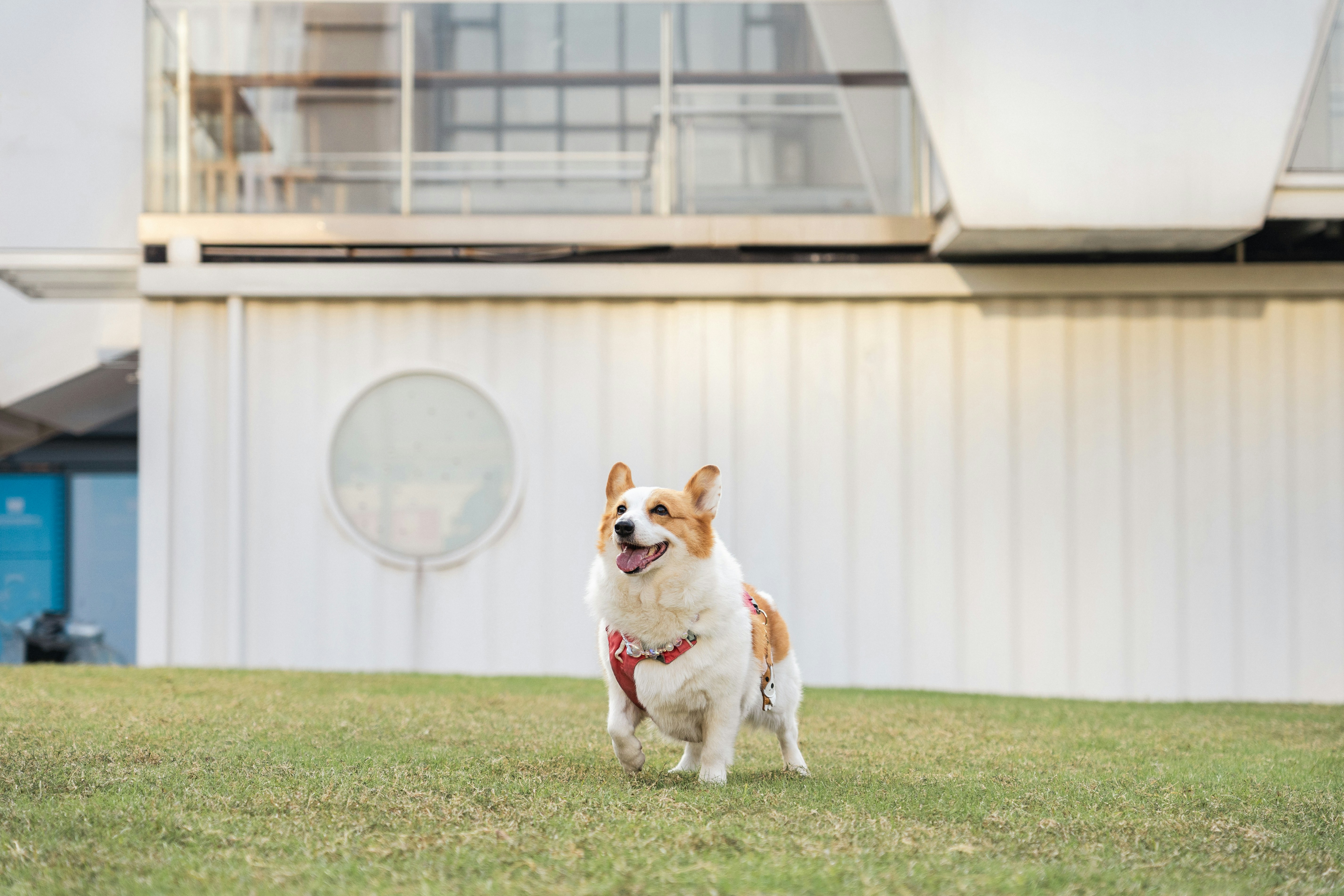 Playful Corgi on the Lawn in Front of Modern Architecture