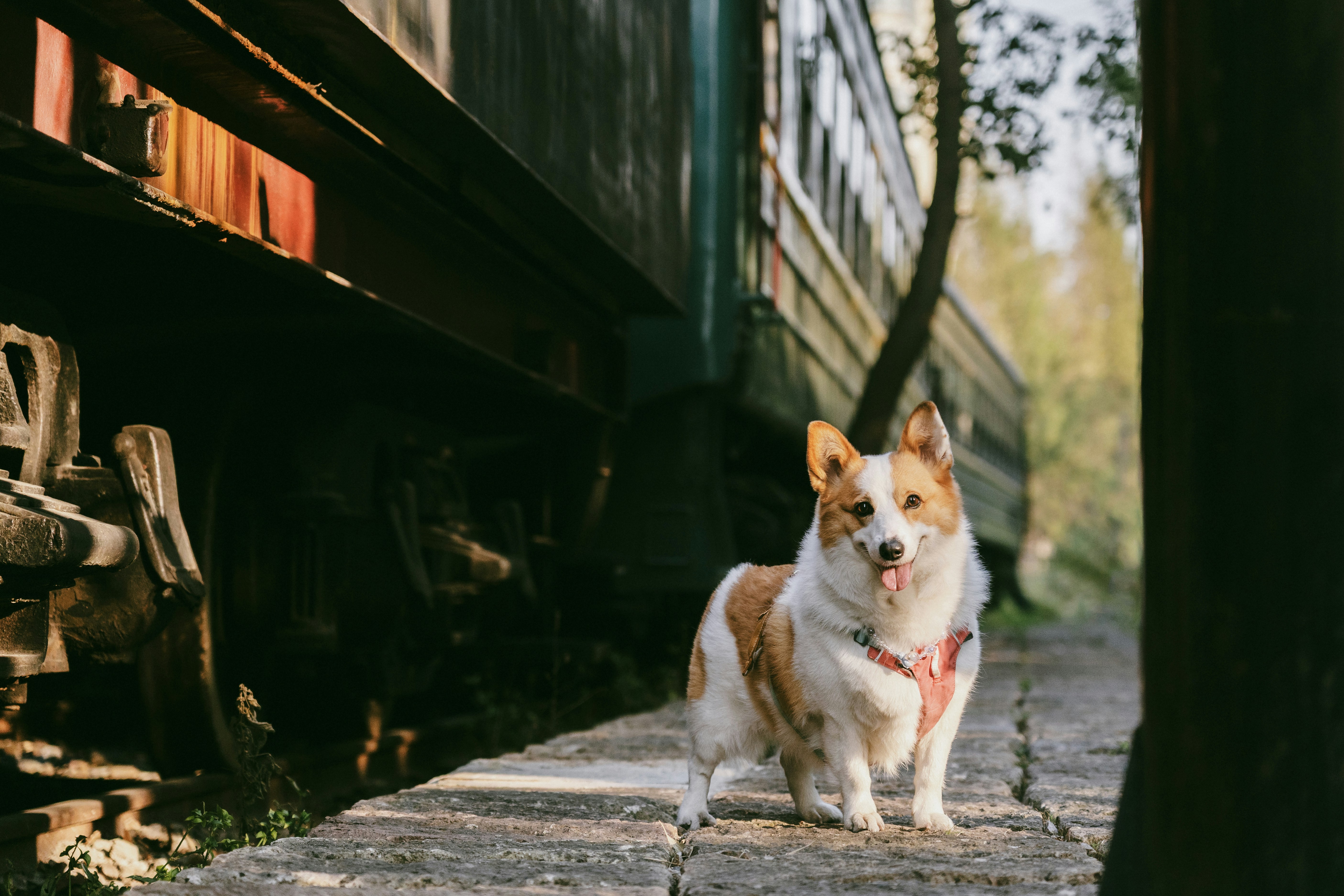A Corgi (wearing a red harness) stands on a stone path beside a vintage train. Bathed in warm sunlight, it looks at the camera happily with its tongue out, creating a nostalgic and cute urban scene that blends retro charm with the lively joy of the pet.