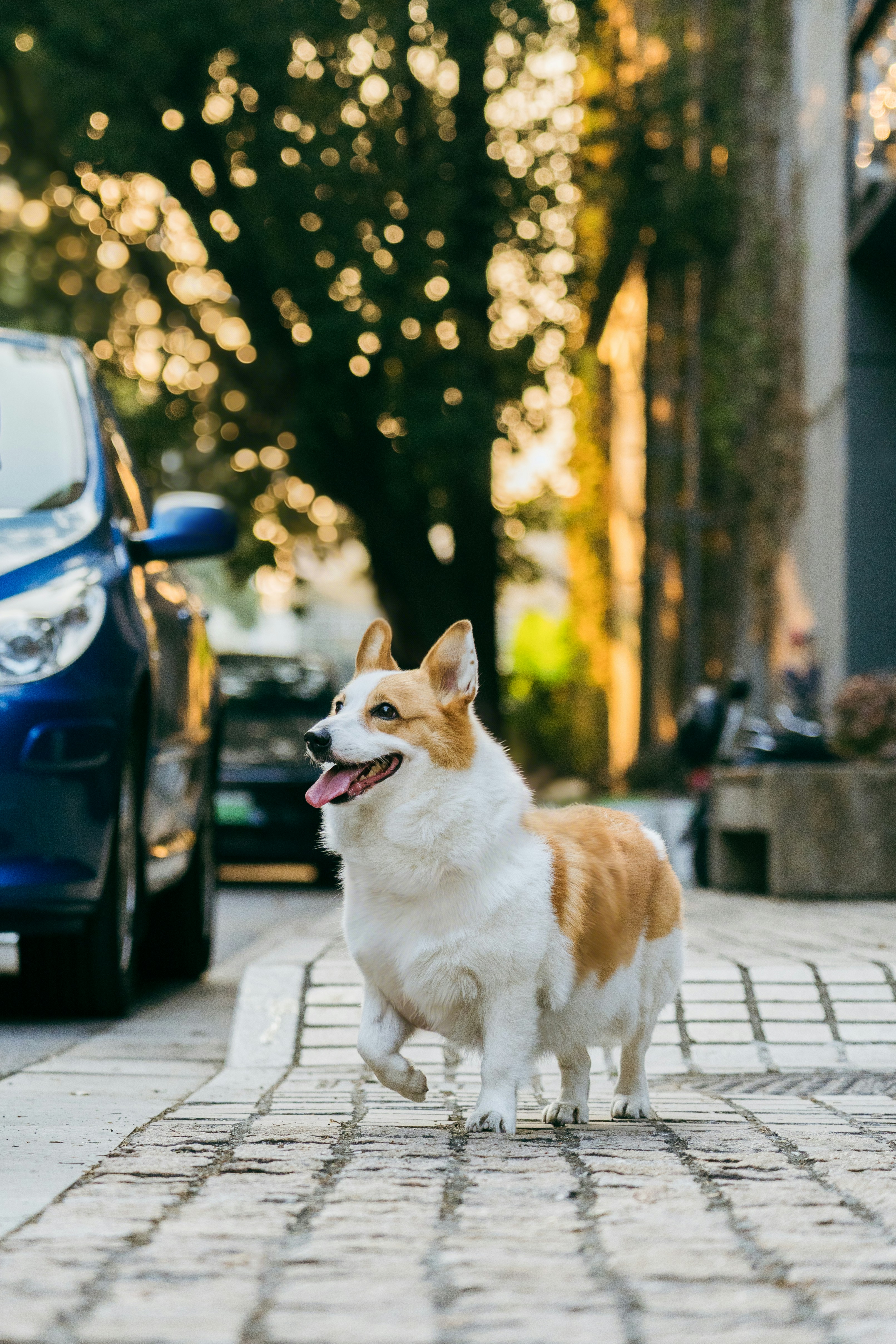 Townside Dash: A Pembroke Corgi Hopes Down the Cobblestones