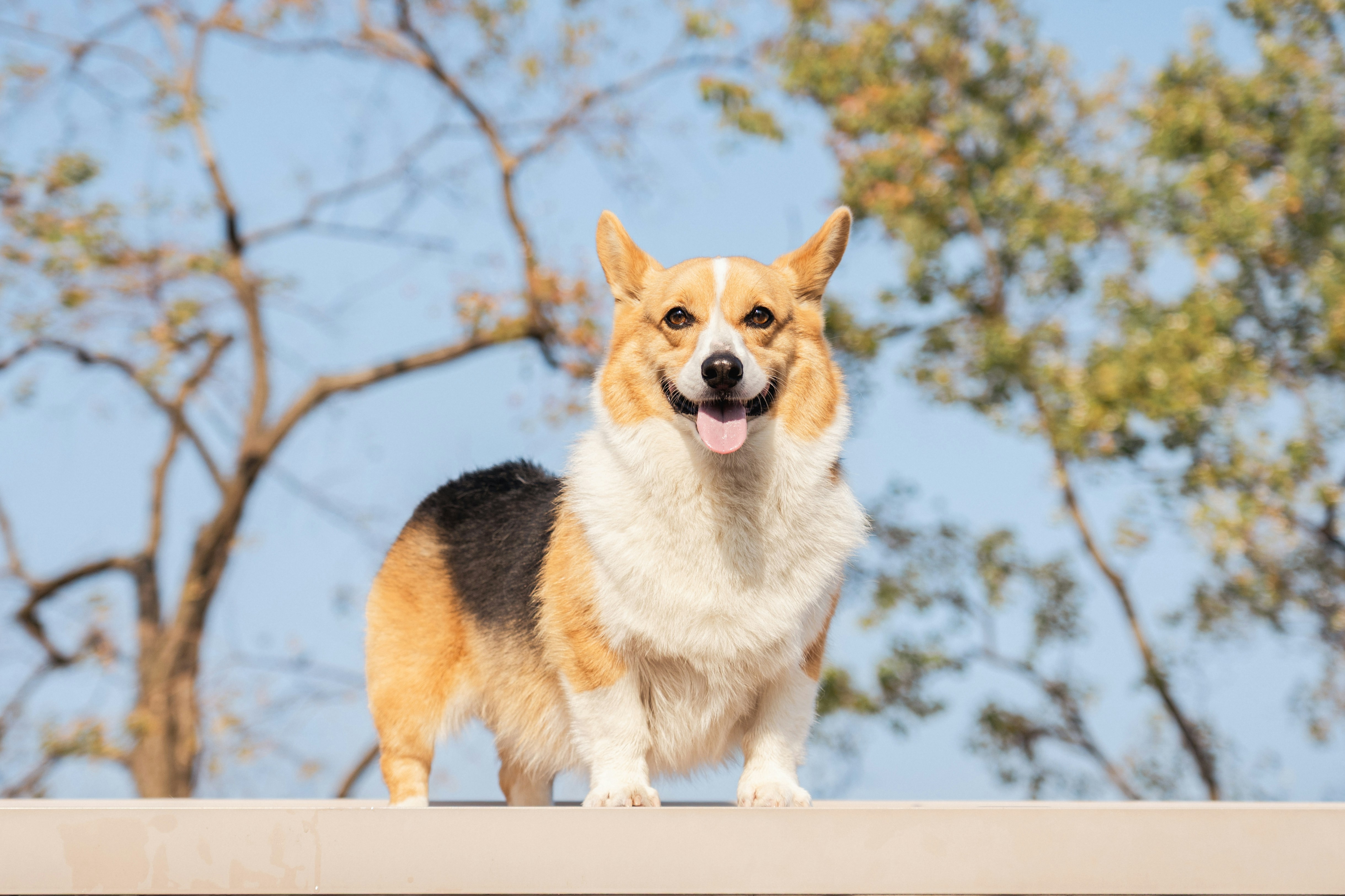 Pocket Rocket on the Roof: A Corgi’s Sunny Salute