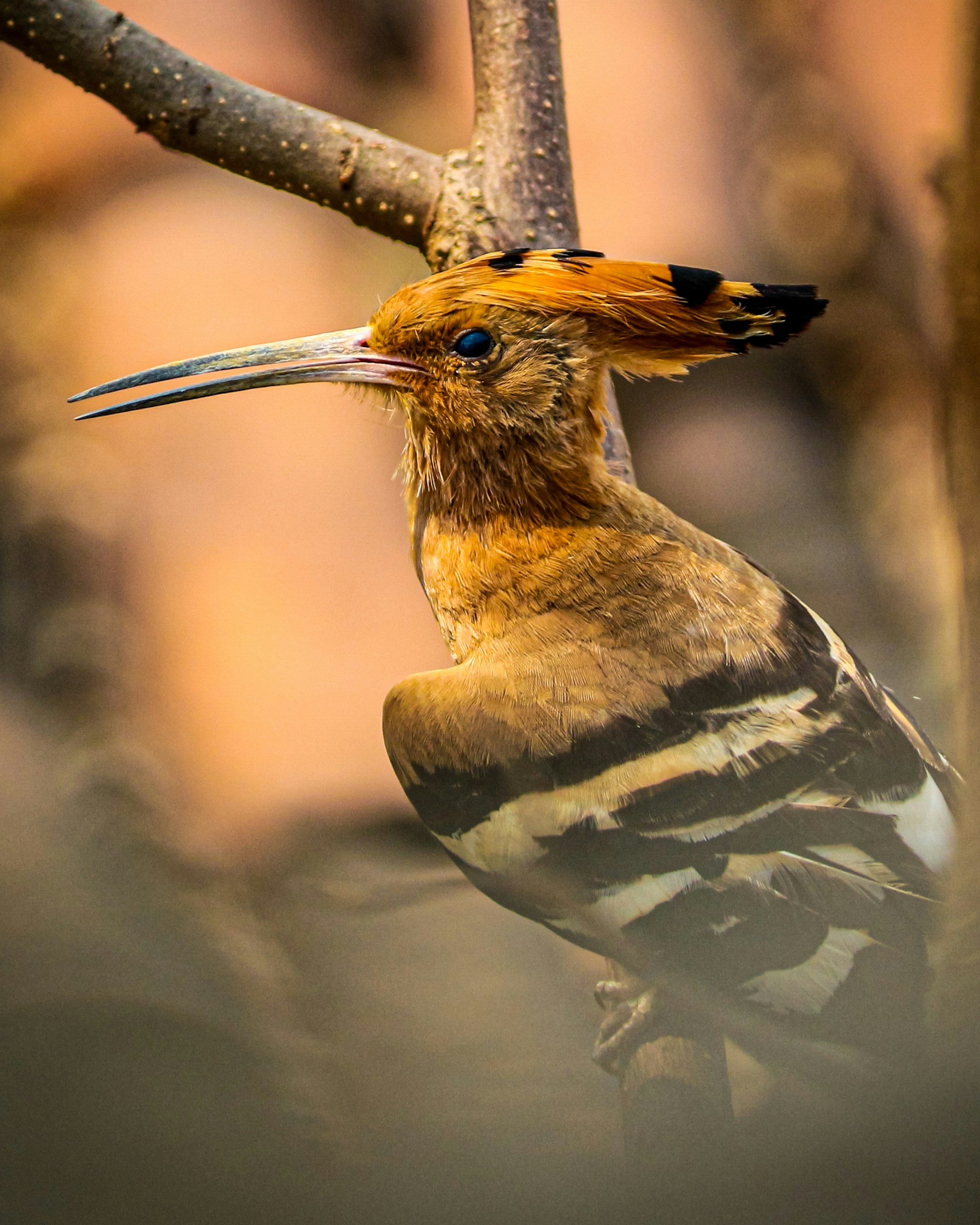 Photo by Biswanath Mahato with Canon EOS 700D