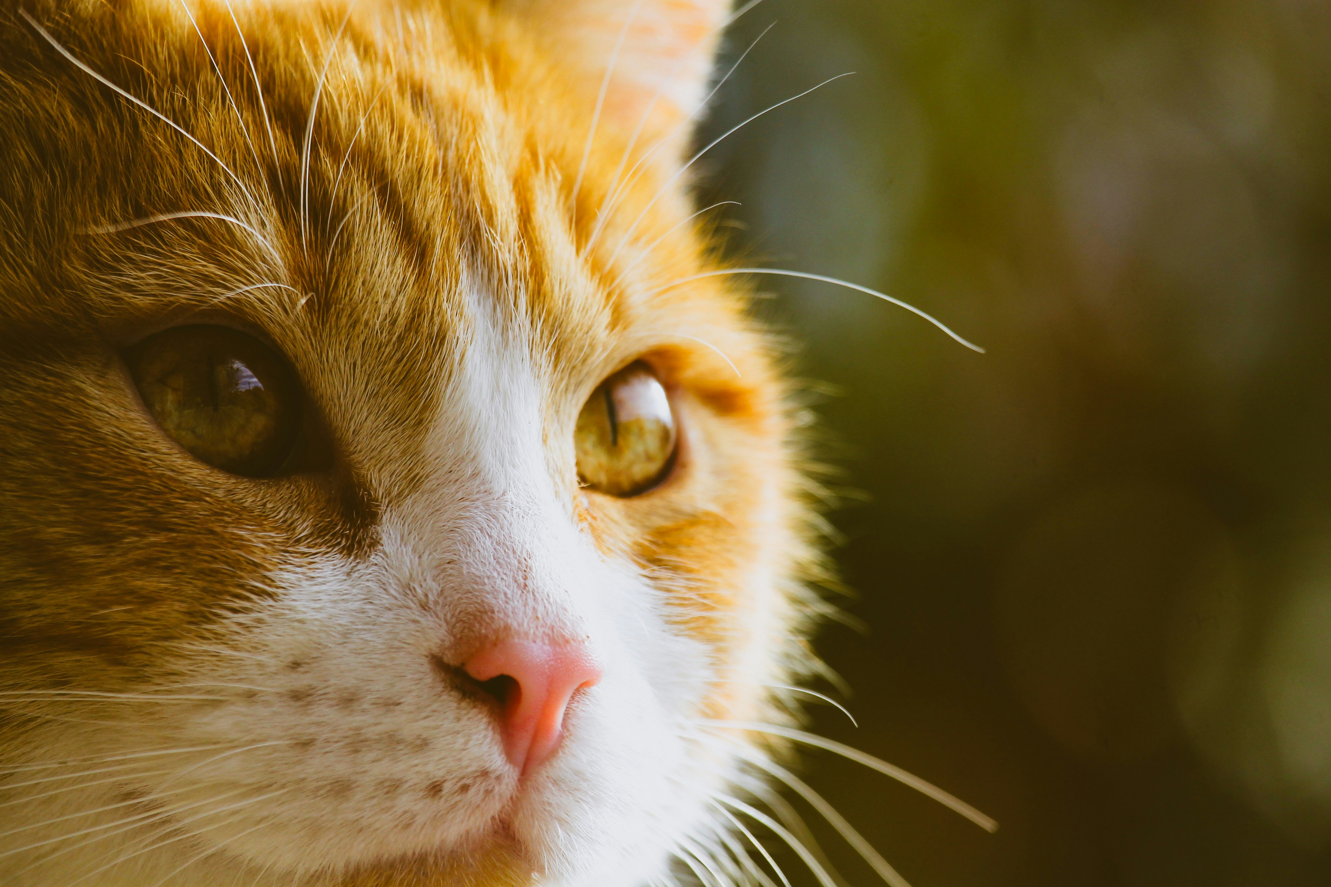 Close-Up of a Cat's Face: Amber Eye and Pink Nose in Soft Bokeh