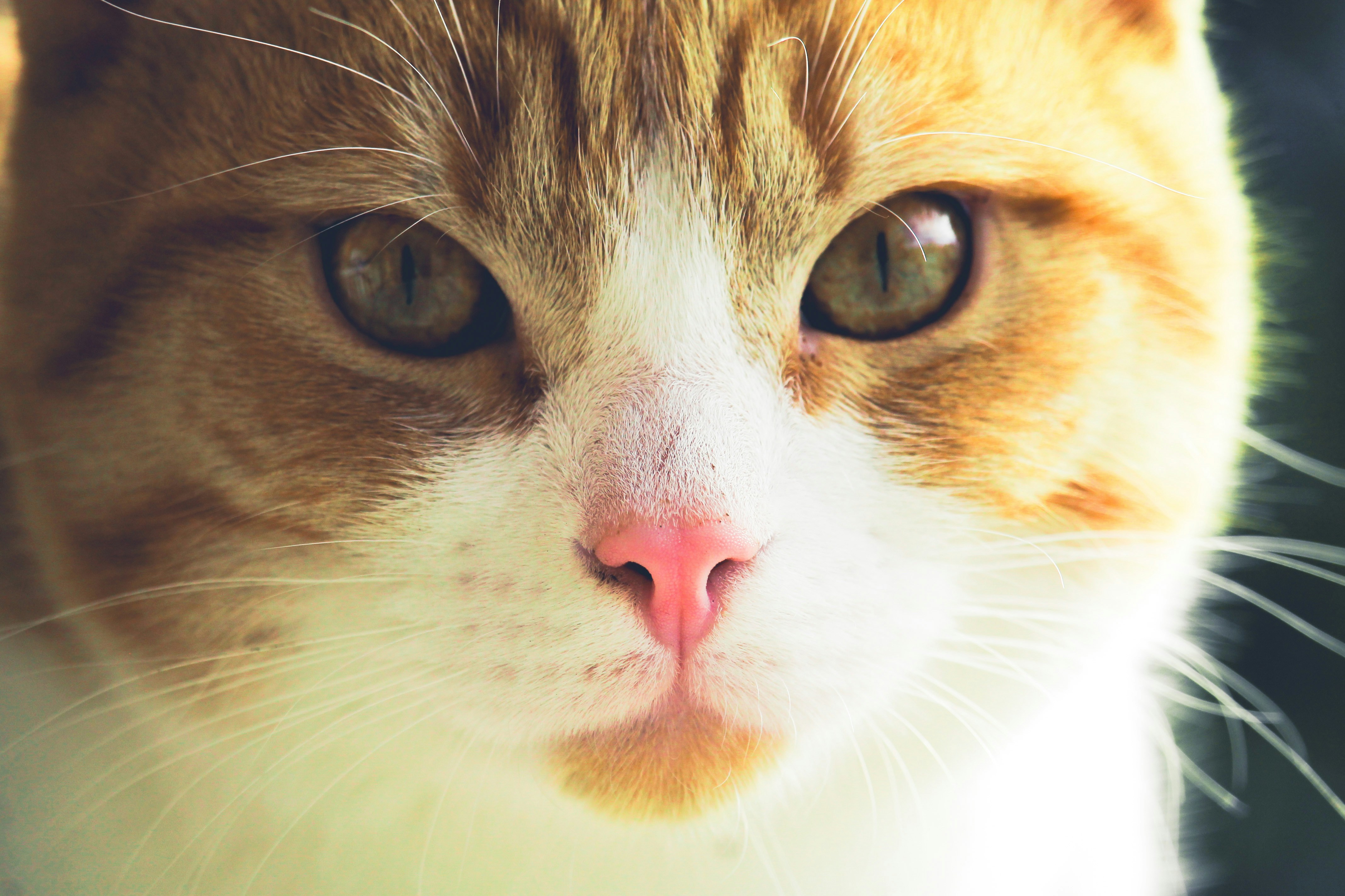 Close-Up Gaze: A Sunlit Cat Portrait with Soft Background Glow