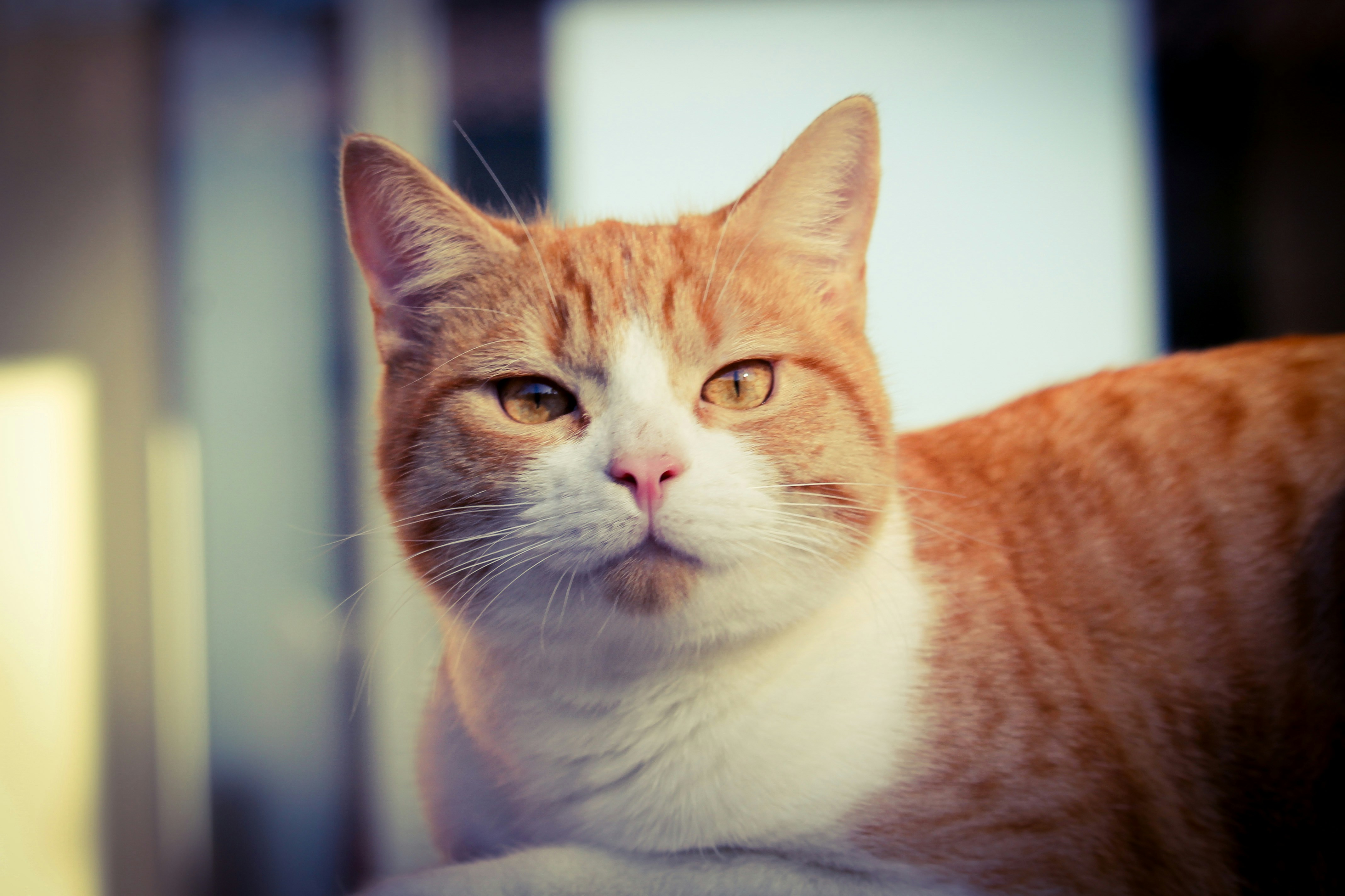 Amber gaze: a ginger cat framed in soft evening light