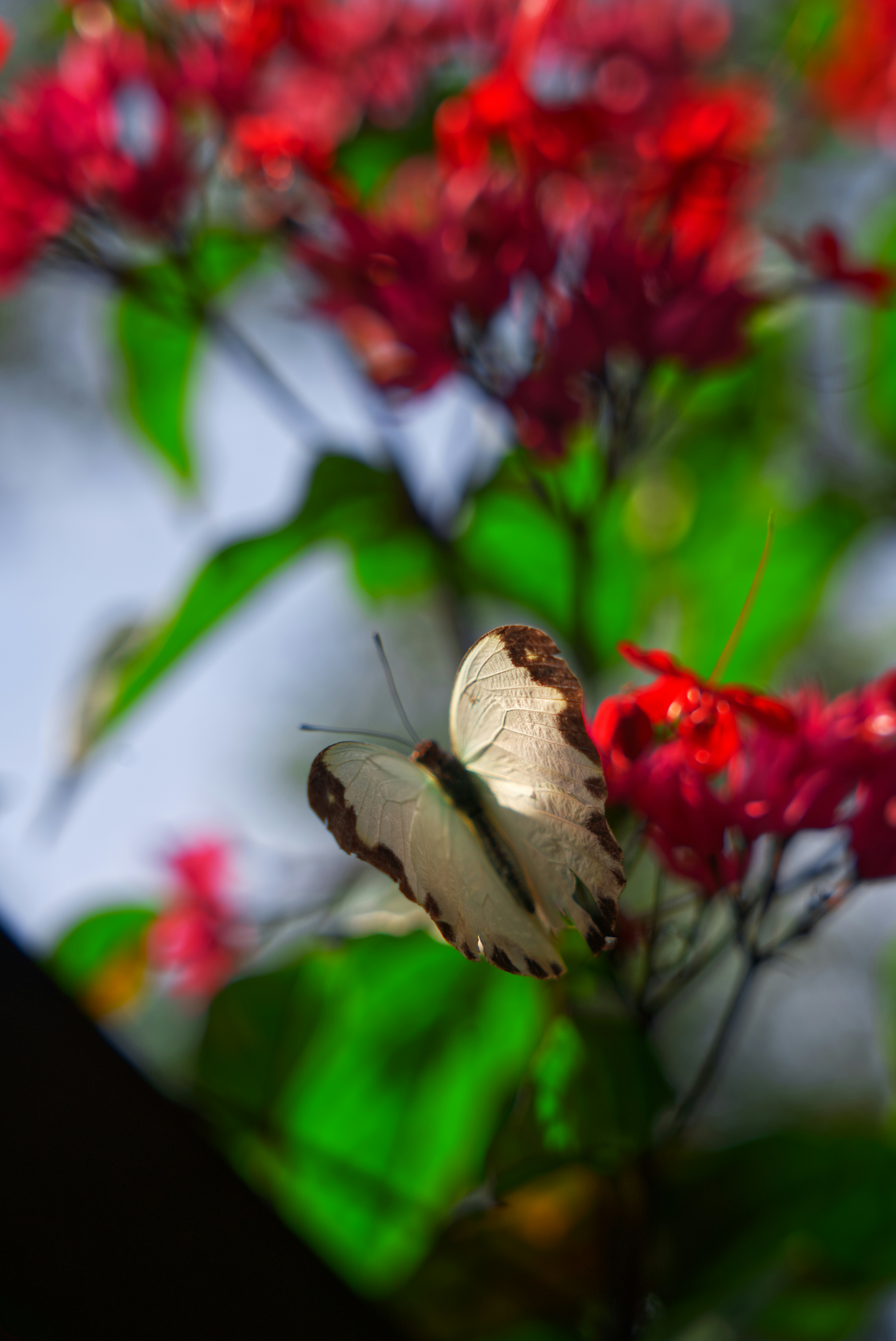 Butterfly in Focus: Soft Whispers of Color on a Blurred Garden