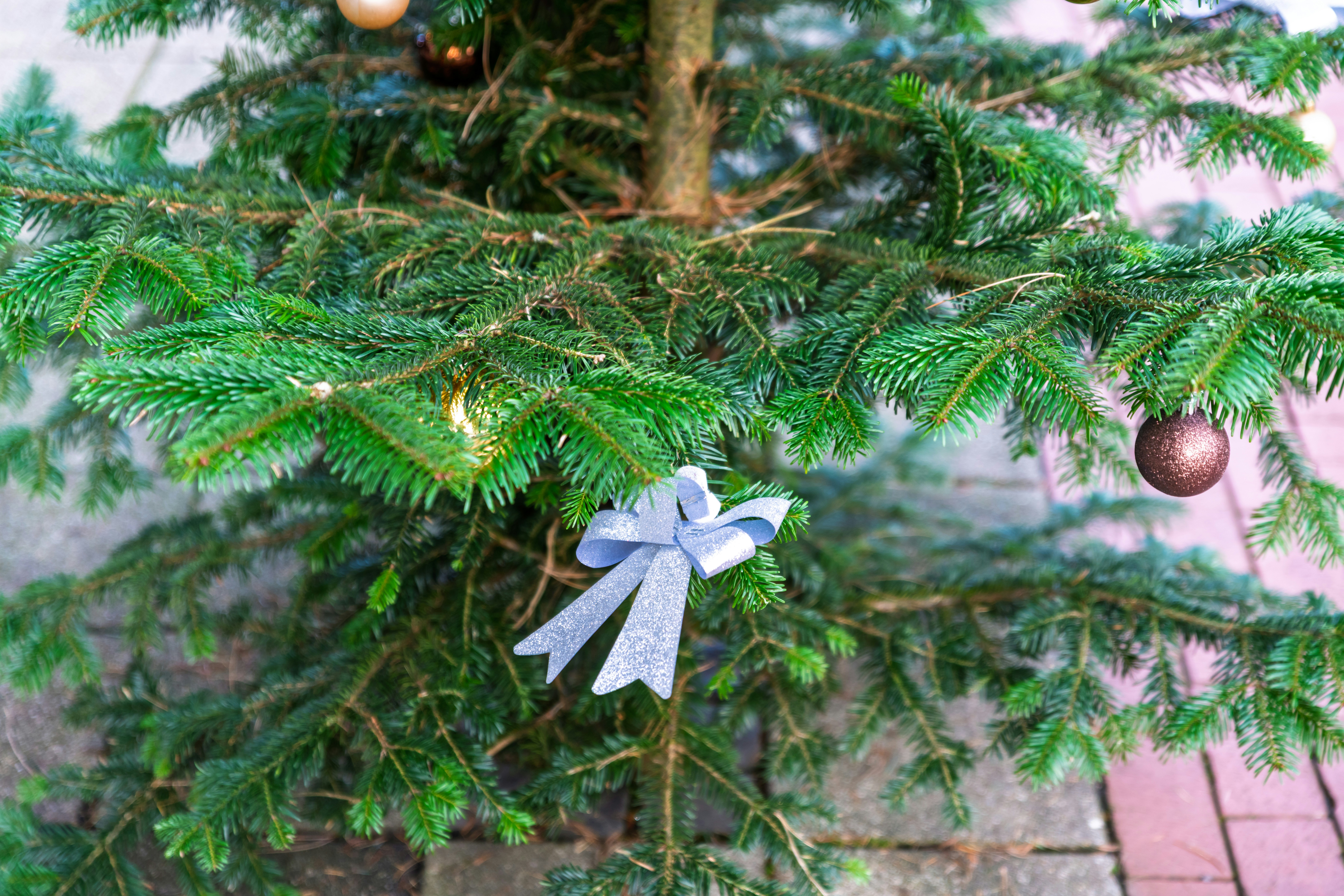 Silent Blue Bow on a Green Pine