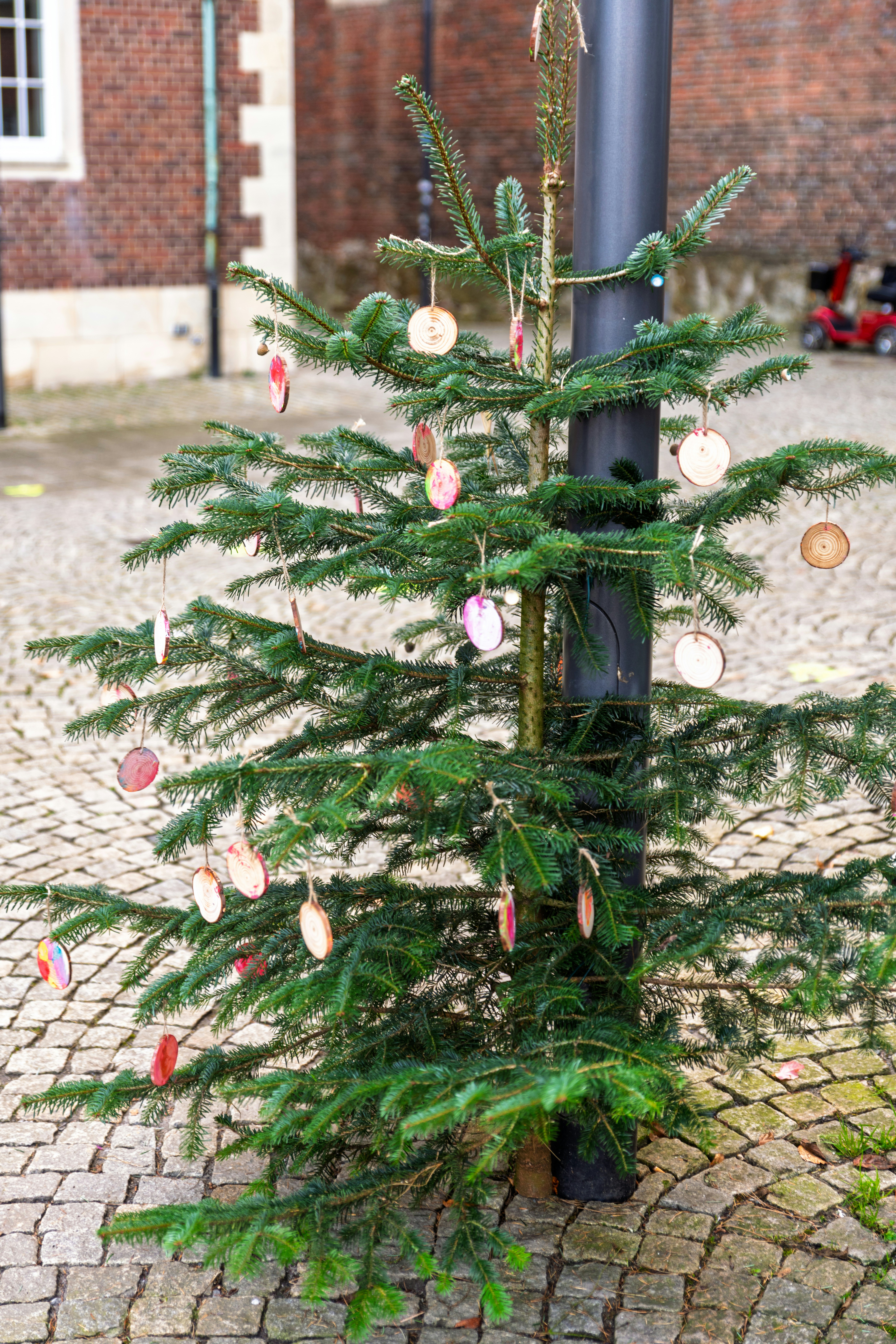 Tiny Ornaments on a Quiet Street Tree