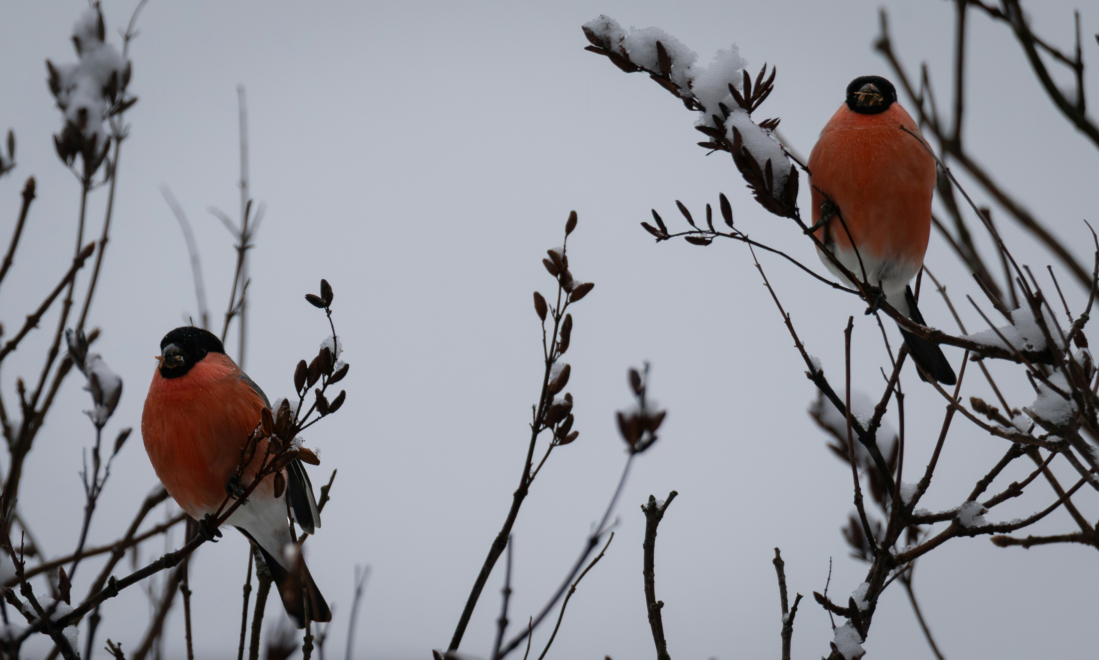 Two Cardinal Robins on Snow-Fed Branches in Winter Sky