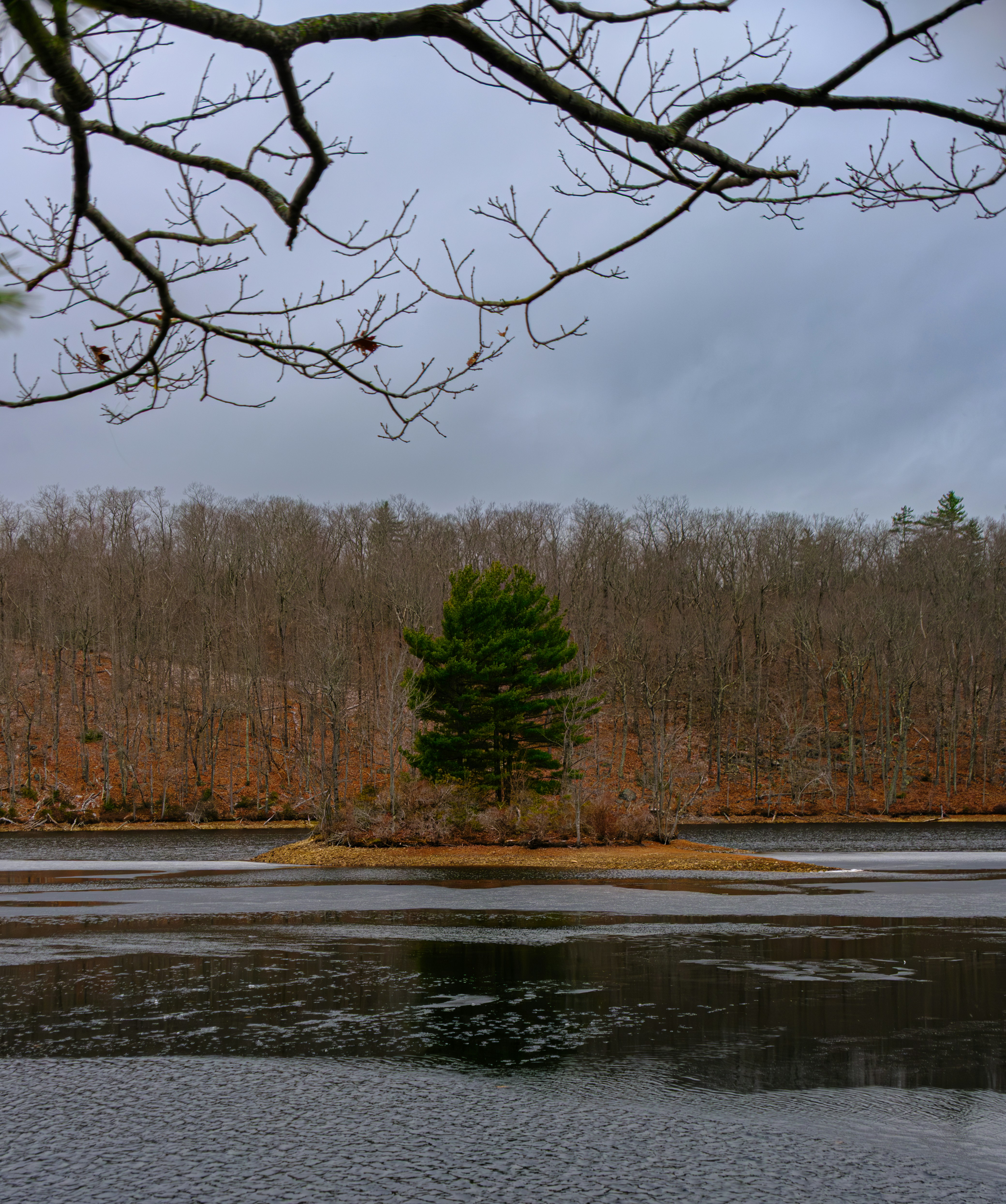 One pine tree on a small island