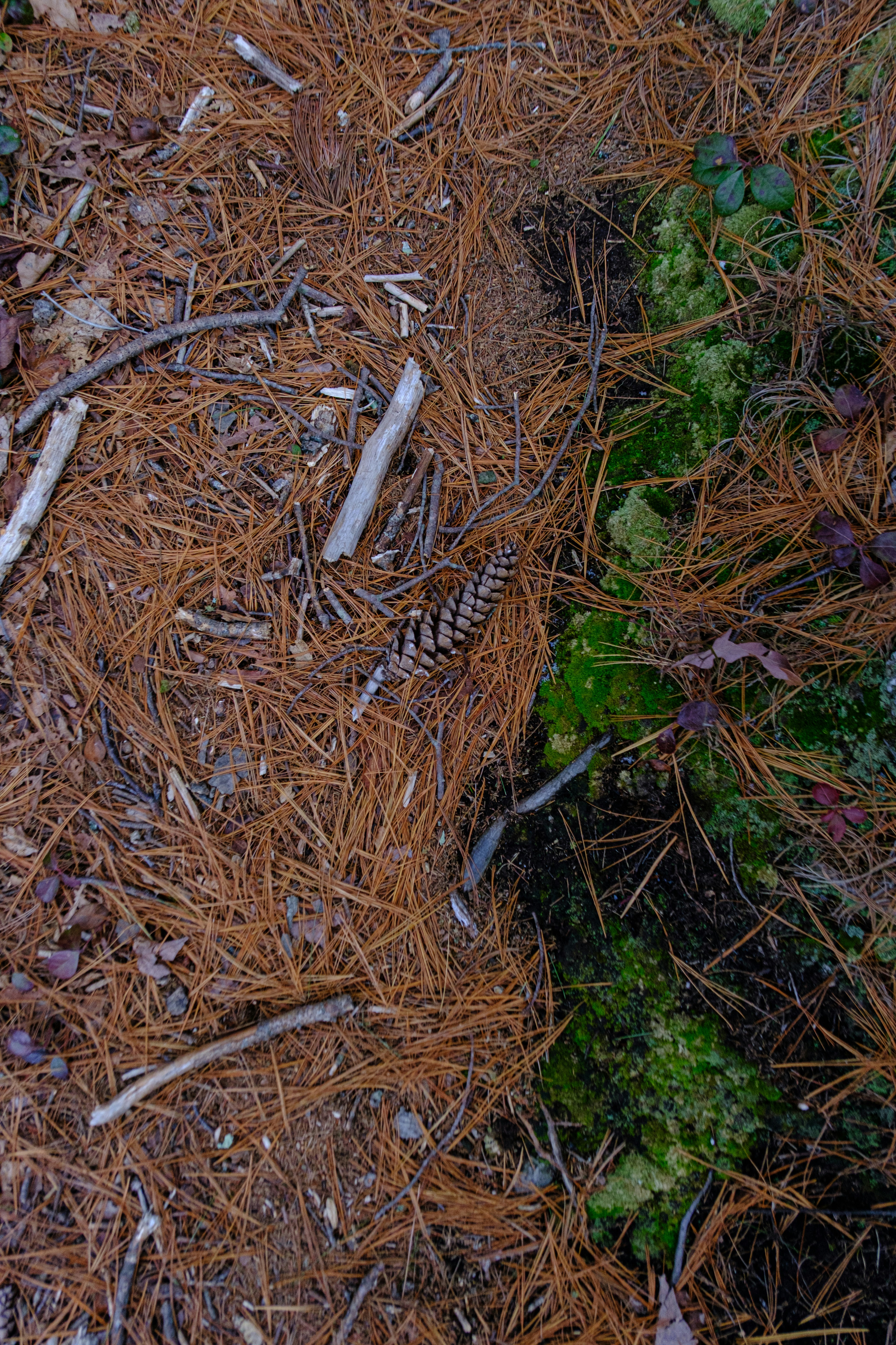 pine, moss and brush