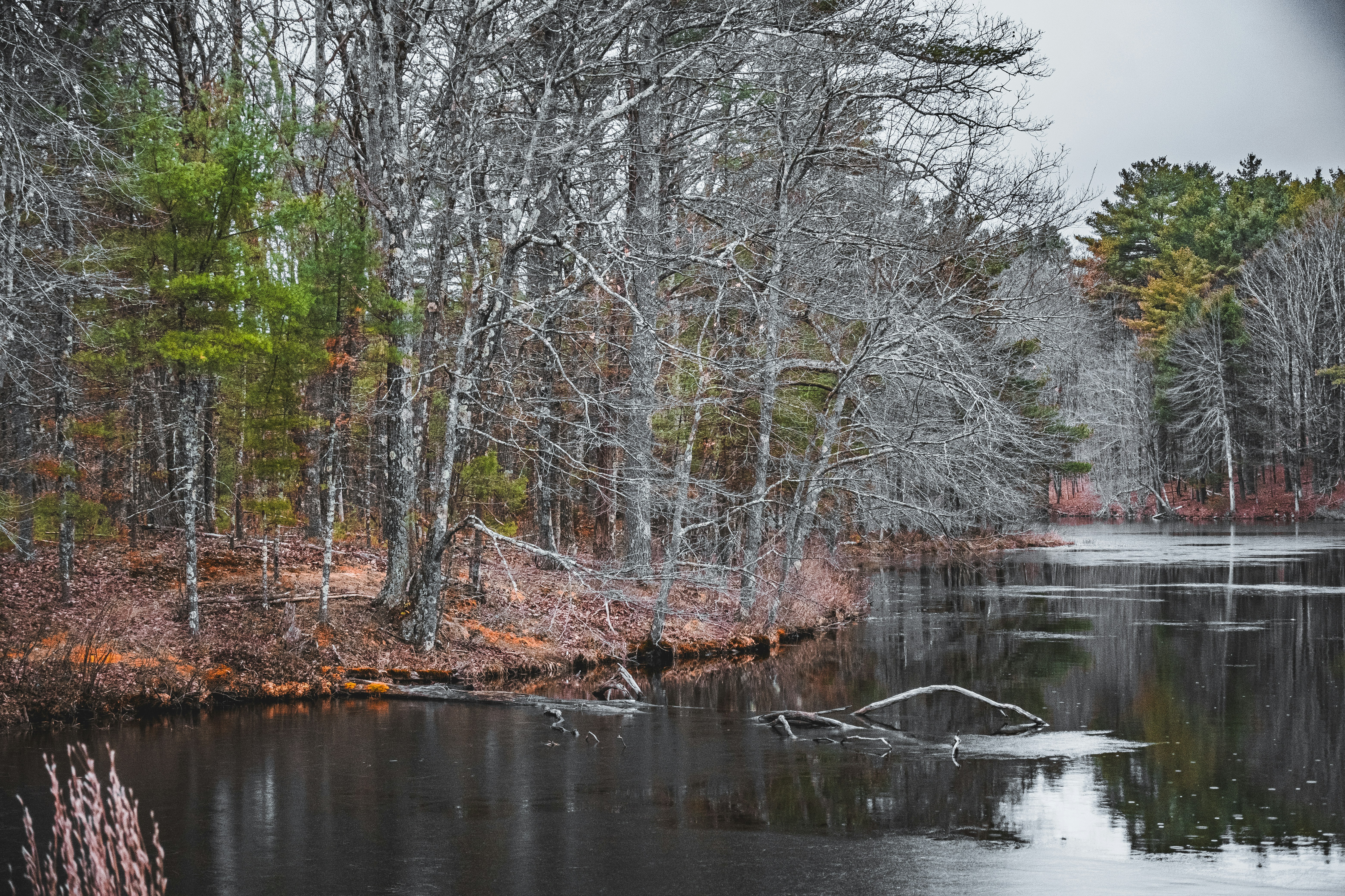 Winter Quiet on the Fallen-Foliage Edge