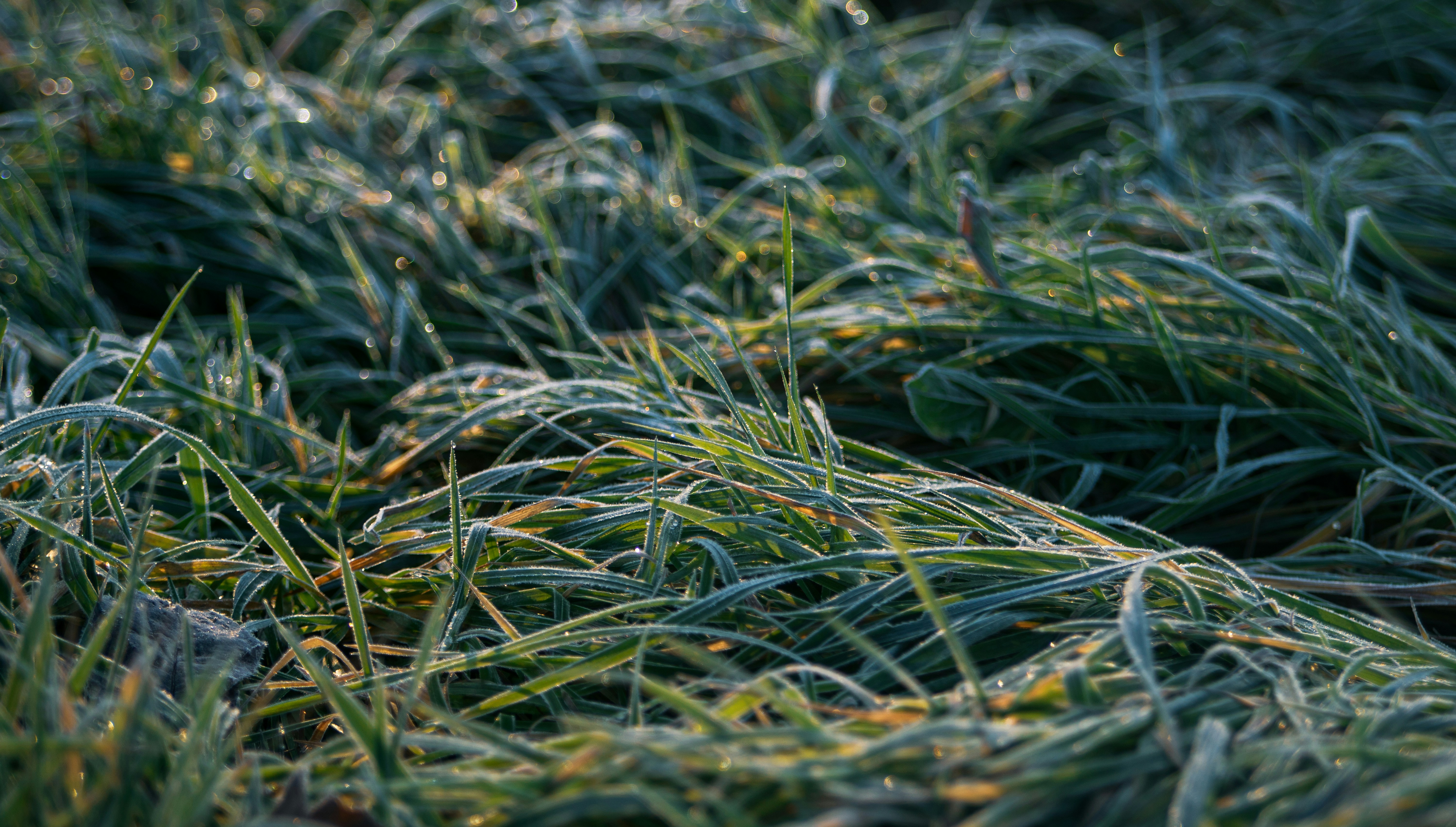 Dawn Glass of Grass: Dew-kissed blades in a soft grassy sea