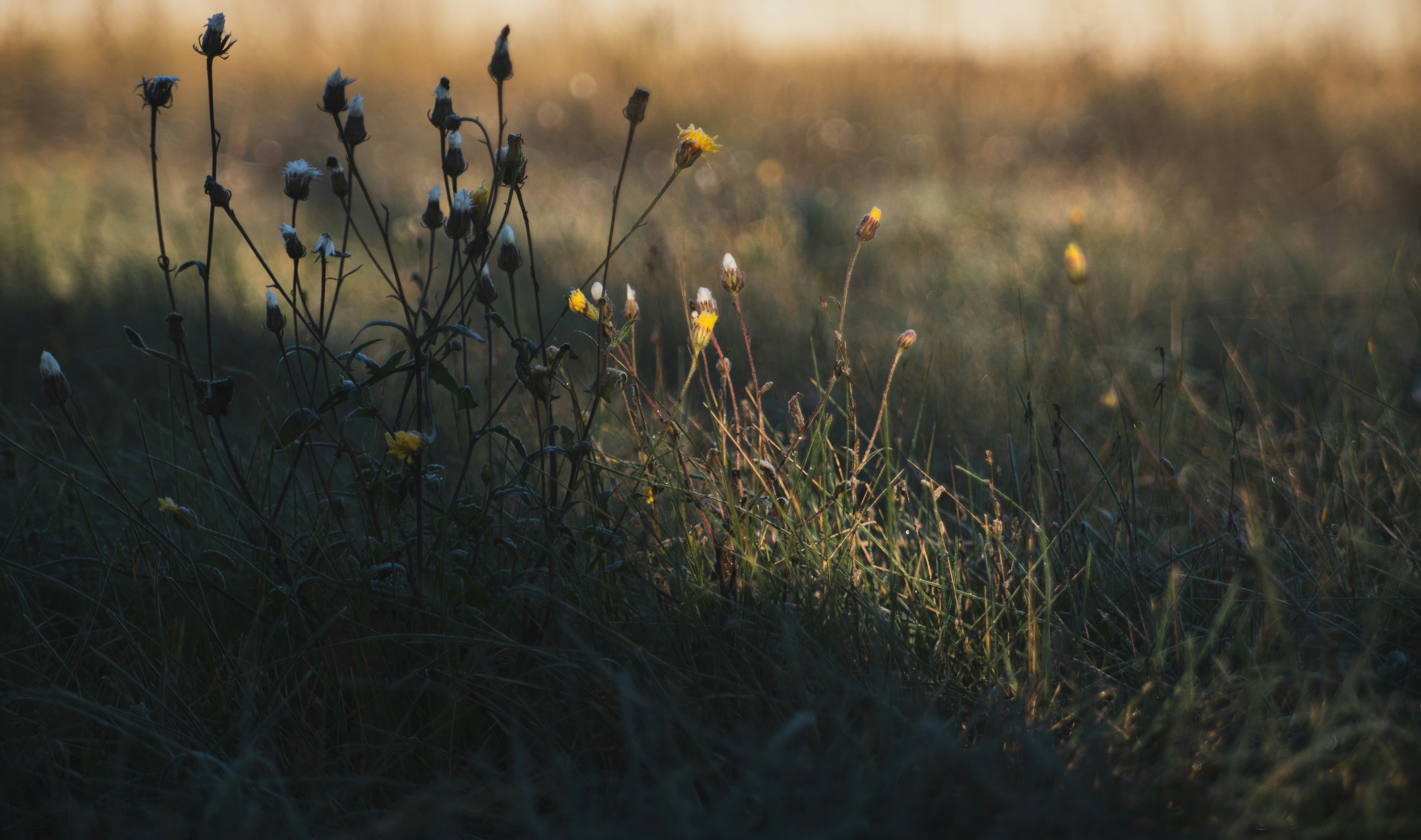 Photo by maks_d with Sony Alpha 77 II