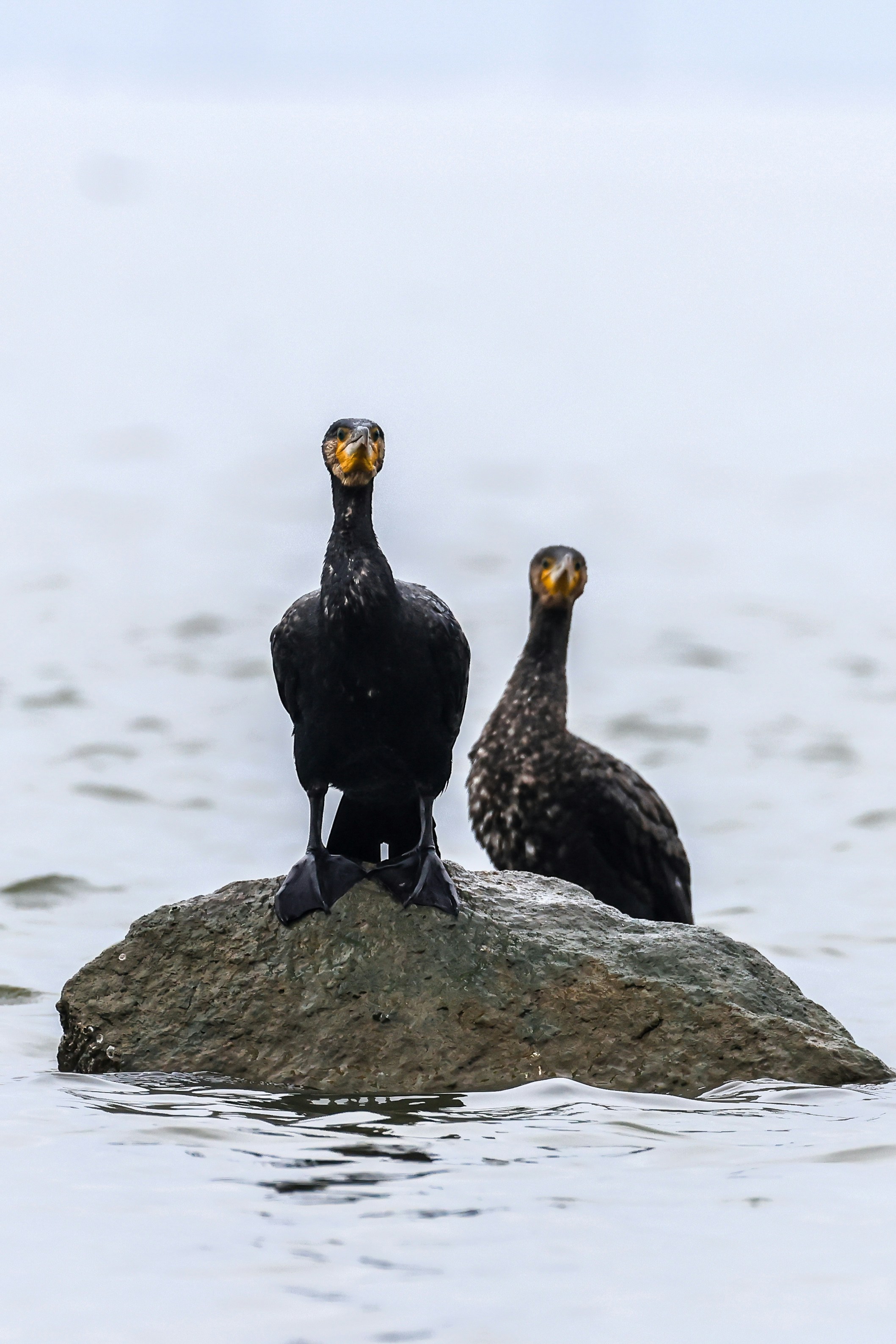 Two Great Culls: Dual Cormorants on a Quiet Rock