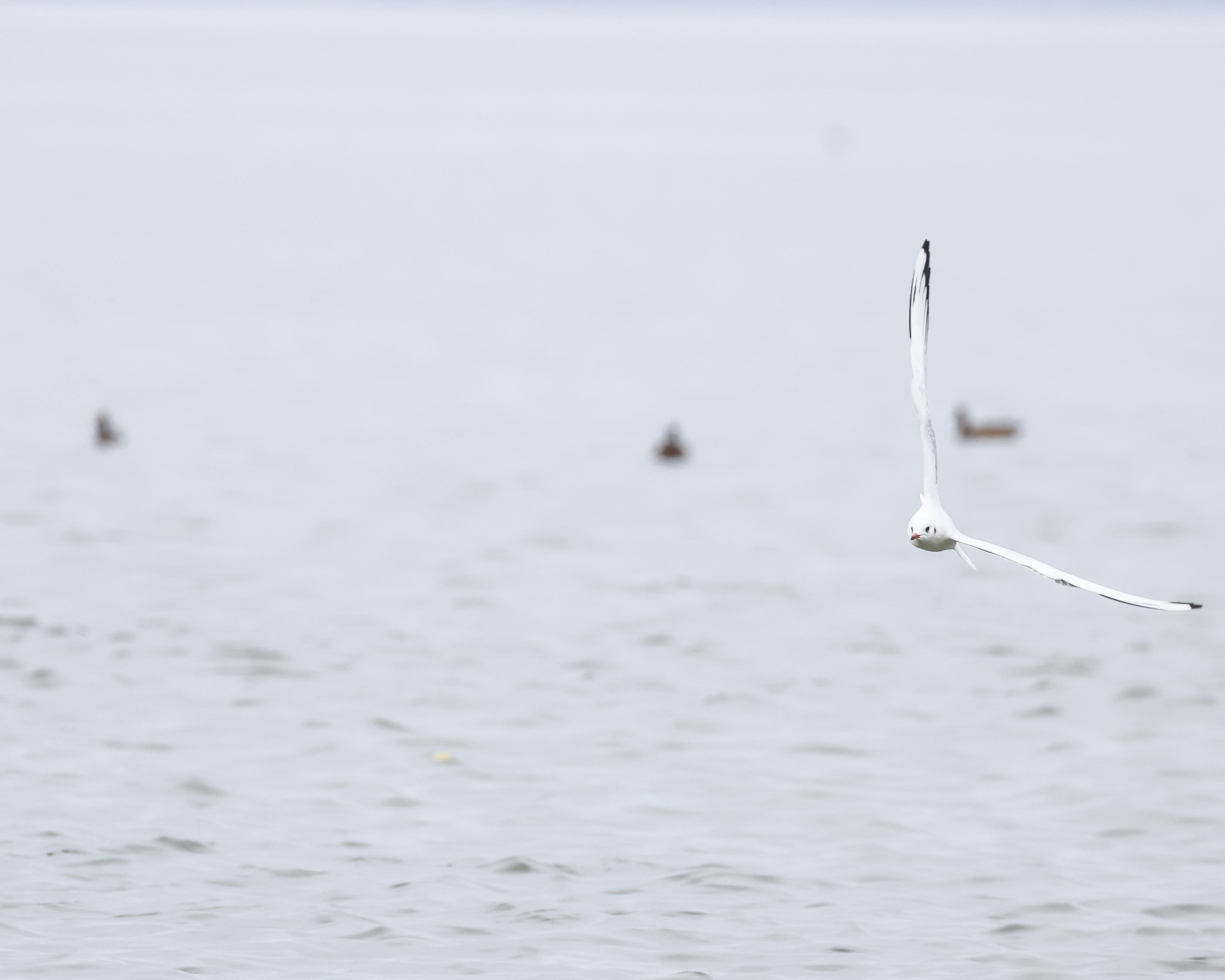 Midair Solitude: A Seagull’s Glide over Misty Waters