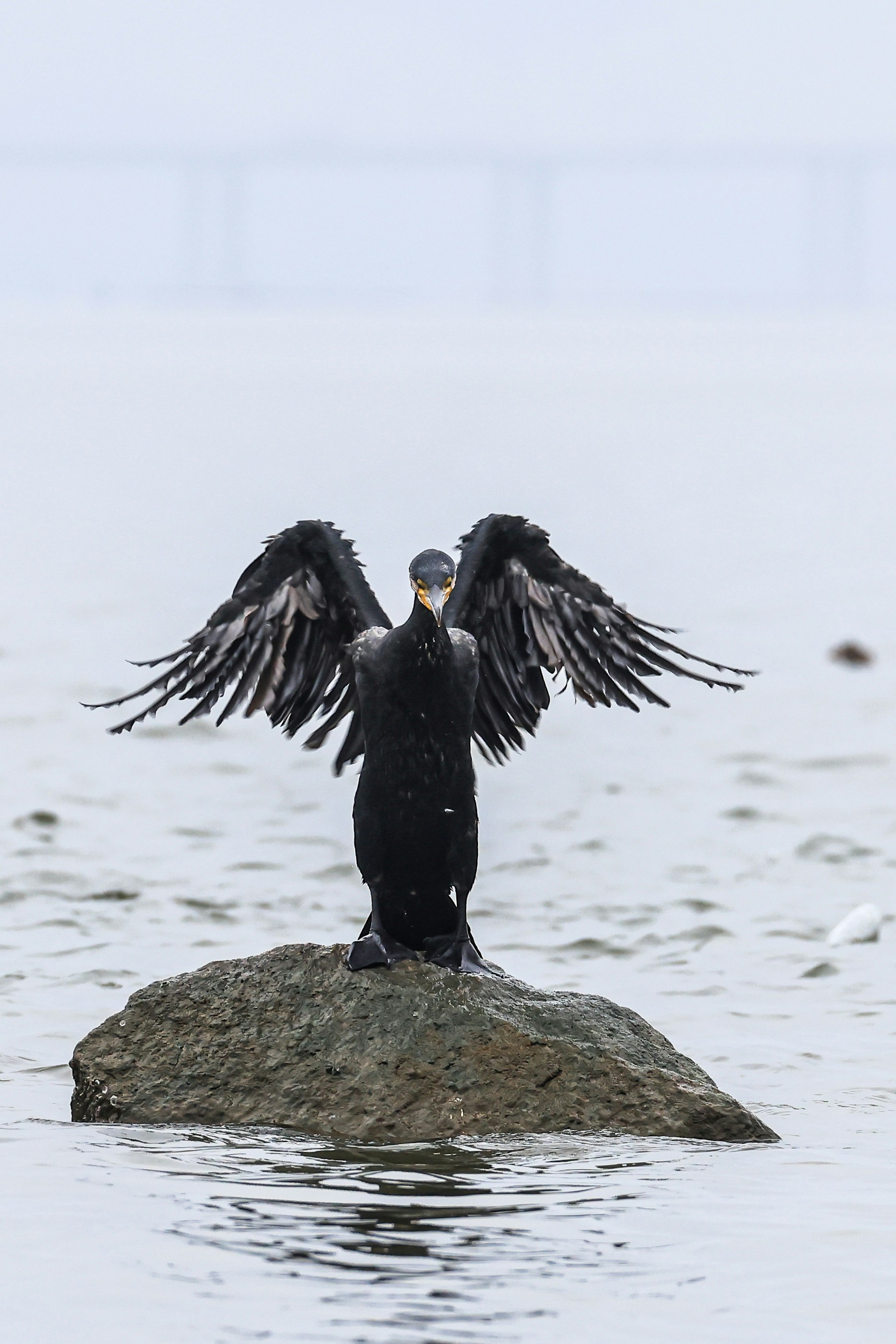 Winged Standoff: A Black Bird Commands the Calm Shore
