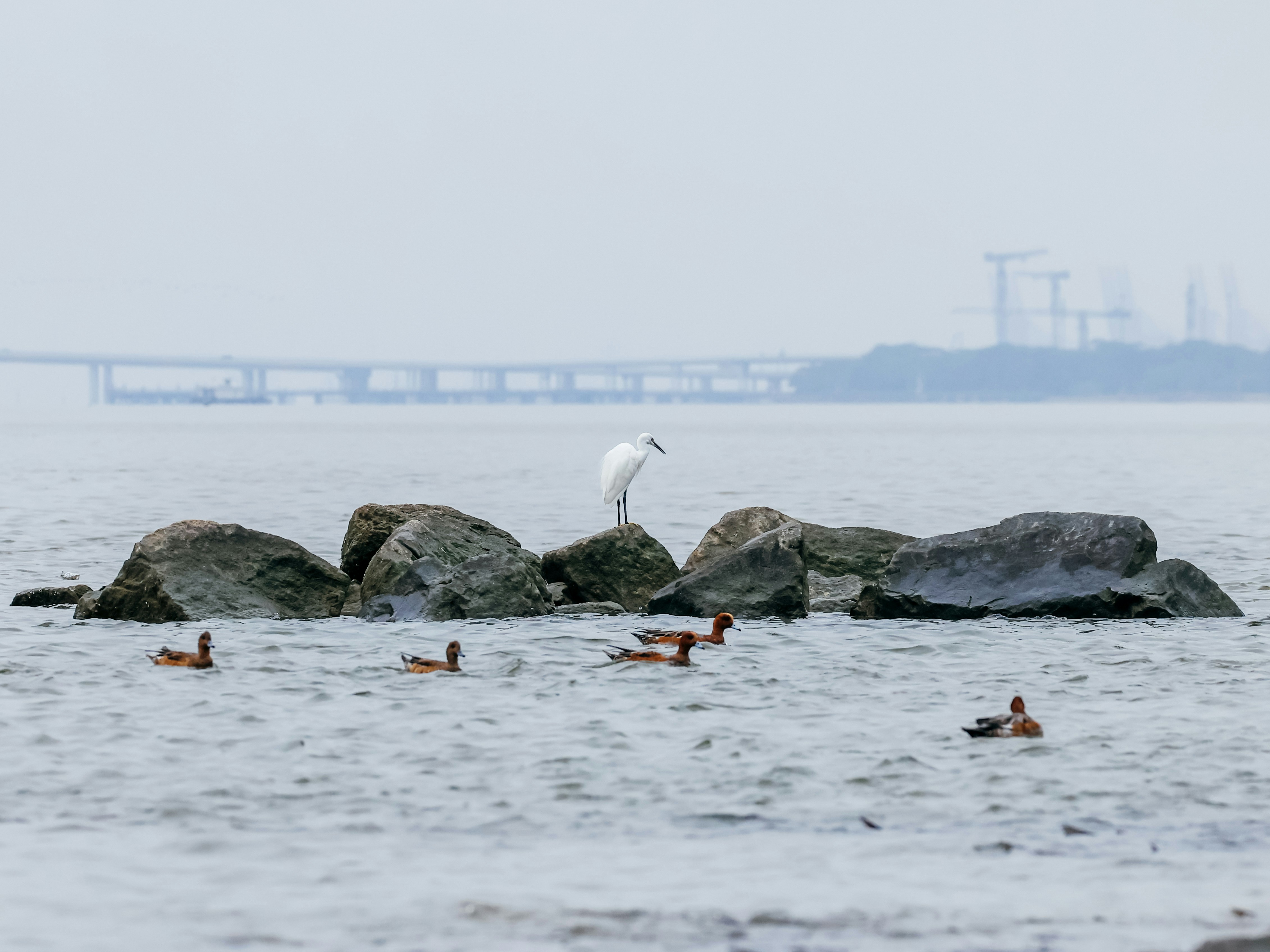 White Heron on Coastal Rocks Under Soft Morning Light