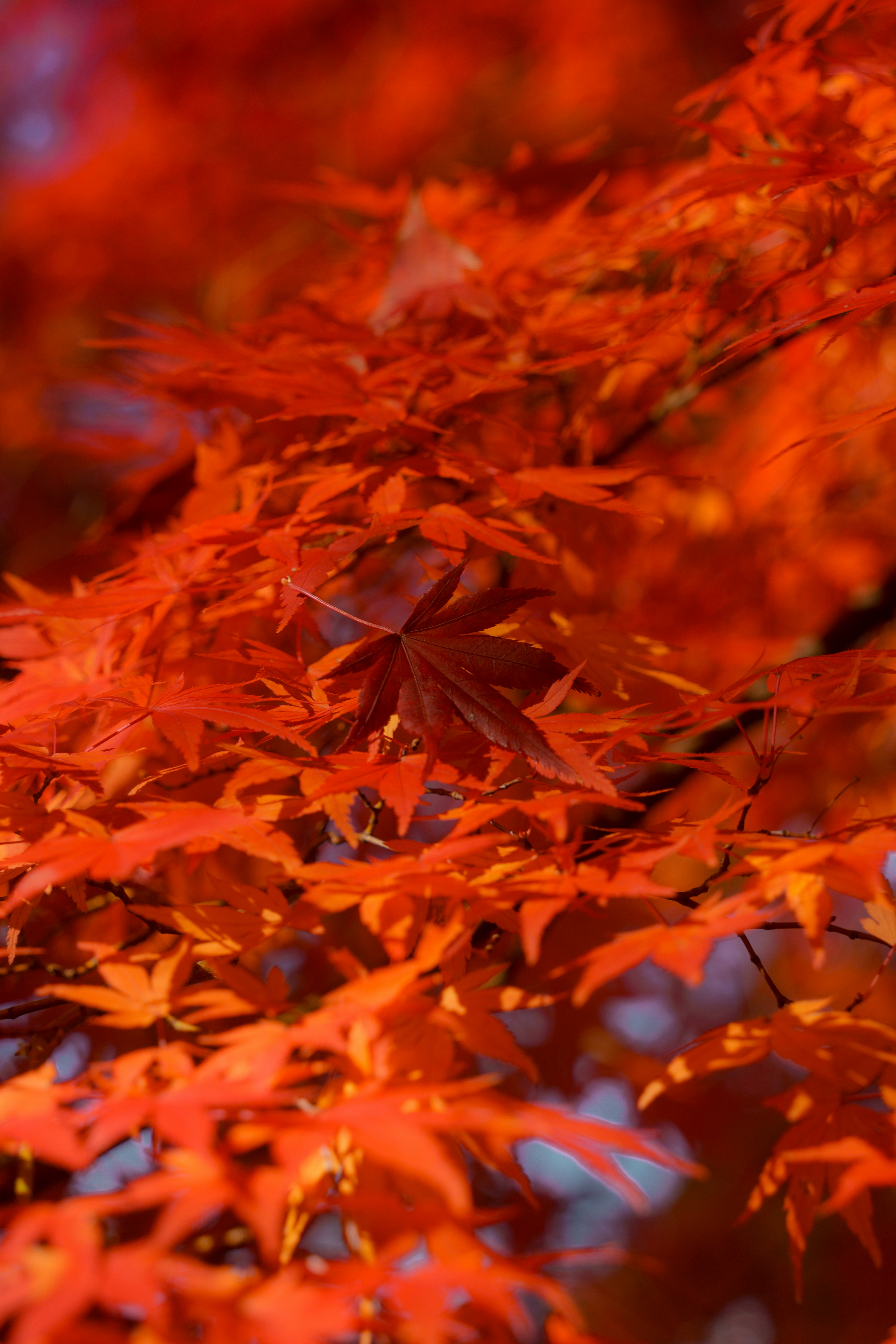 Photo by Diana Bondarenko with Sony Alpha 7R V