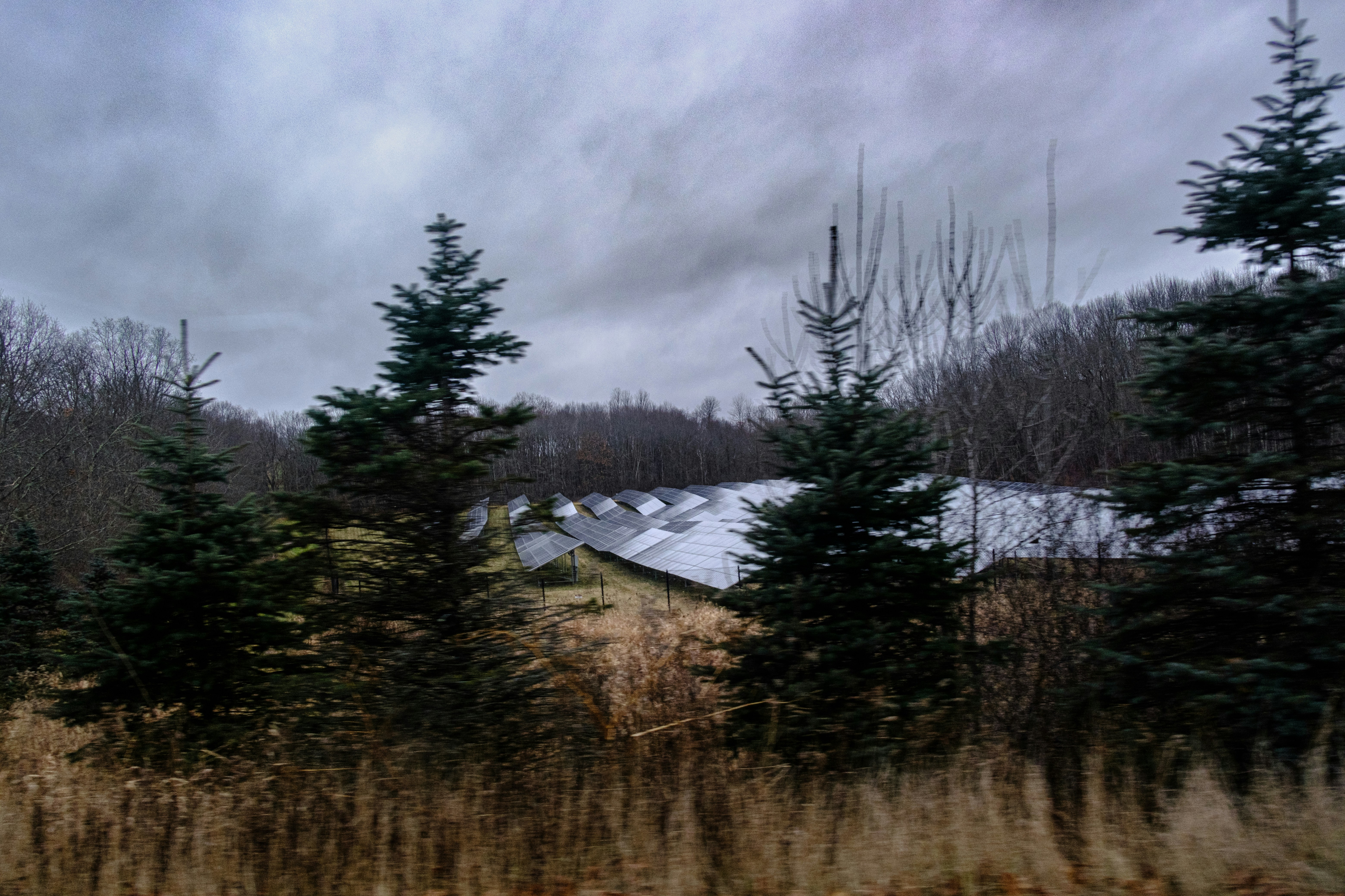 Hidden Greenhouse Ridge Behind Winter Temples of Pine